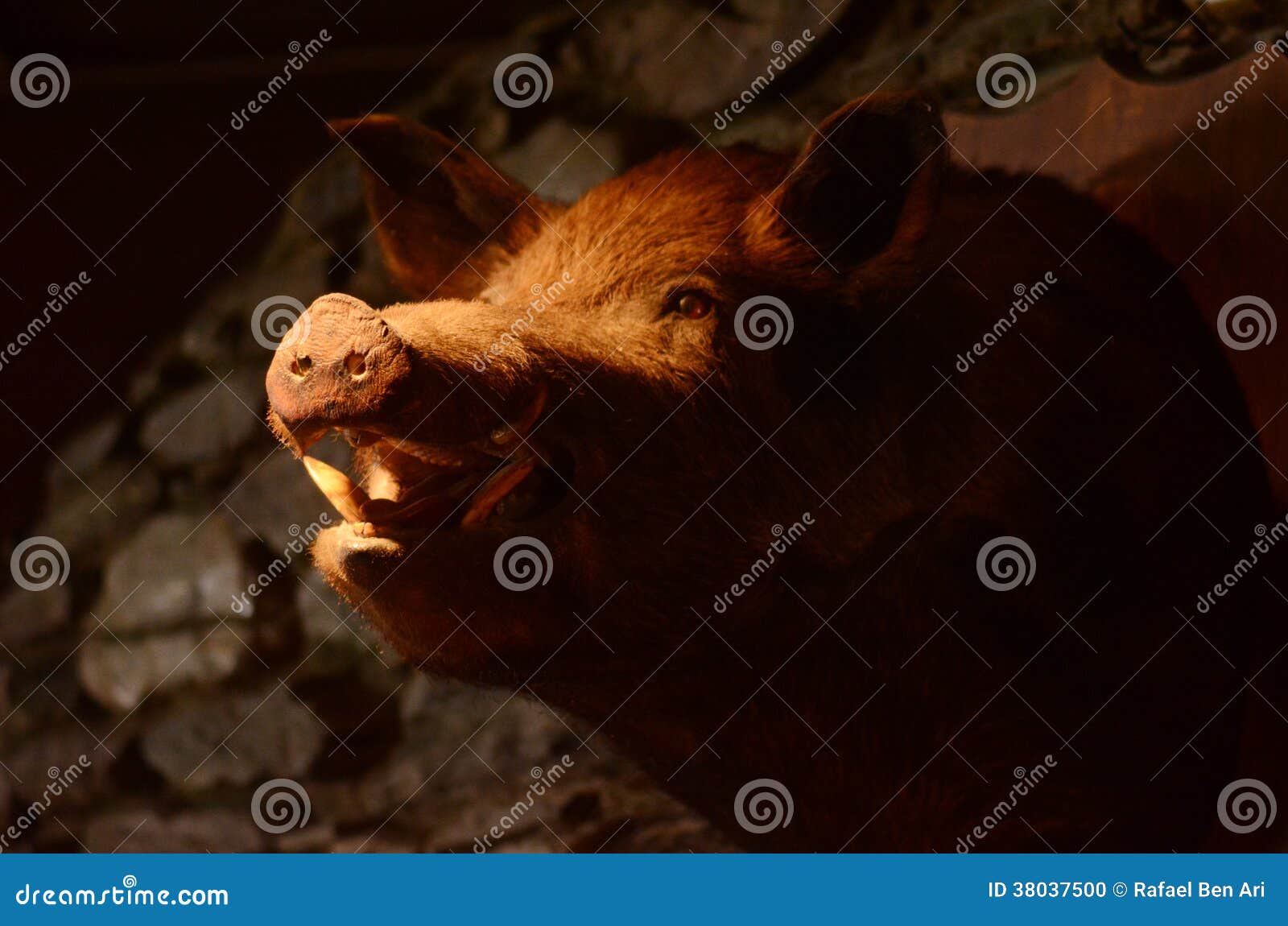 Taxidermy - Wild boar stock photo. Image of bristle, danger - 38037500