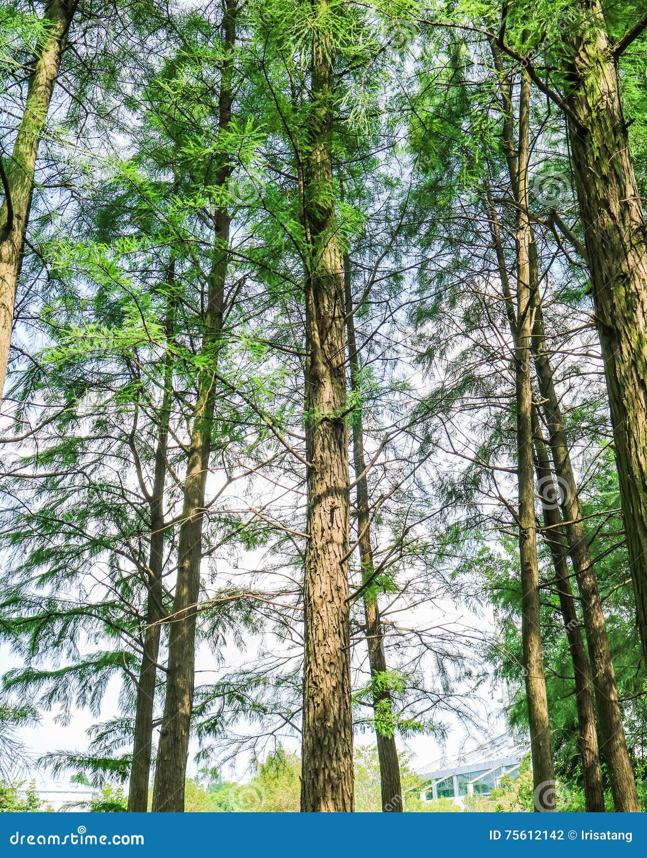 Taxodium Ascendens, Also Known As Pond Cypress, A Deciduous Conifer Of ...