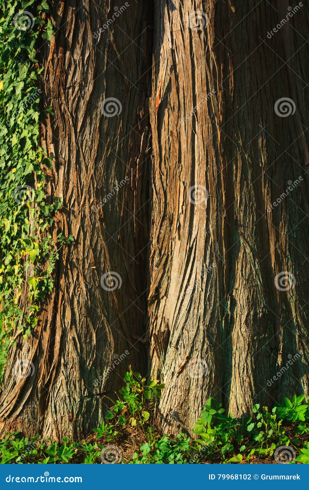 Taxodium Distichum Bald Cypress Stock Photo - Image of bloom, kornik ...