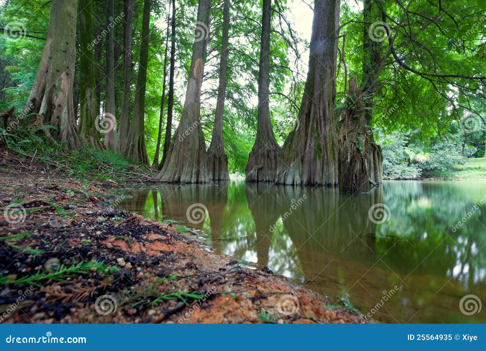 Taxodium Distichum (Bald Cypress) Tree Sprout Growing Between Knees And ...