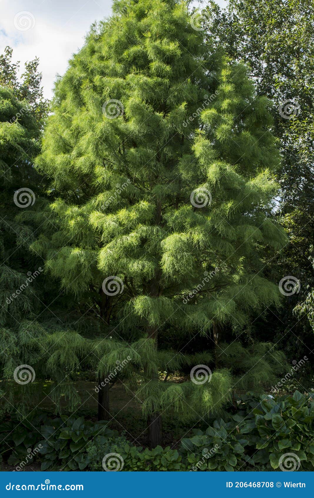 The Deciduous Conifer Taxodium Distichum `Nutans` Stock Photo - Image ...