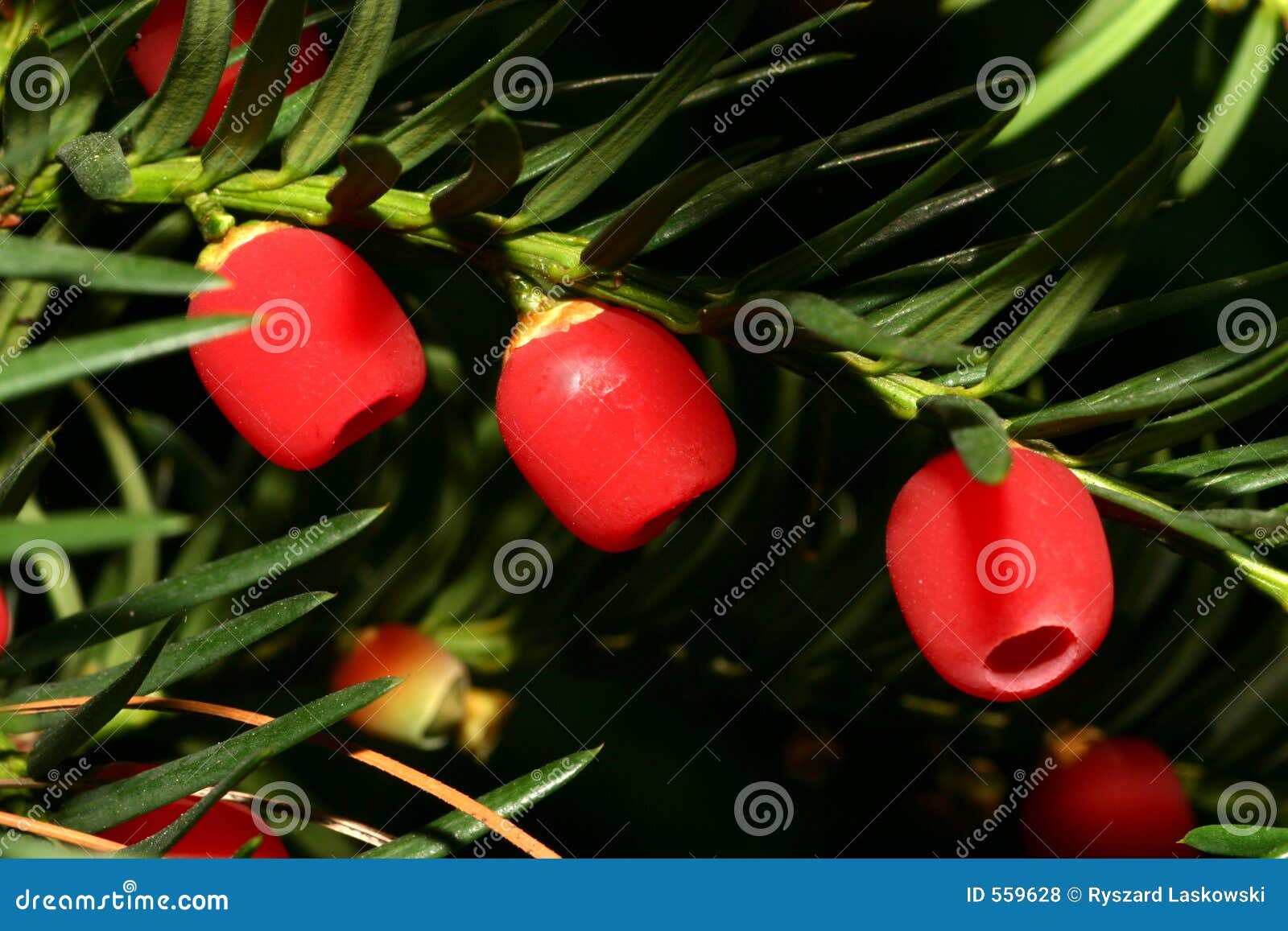 Taxus stock photo. Image of forest, taxus, poland, plants - 559628