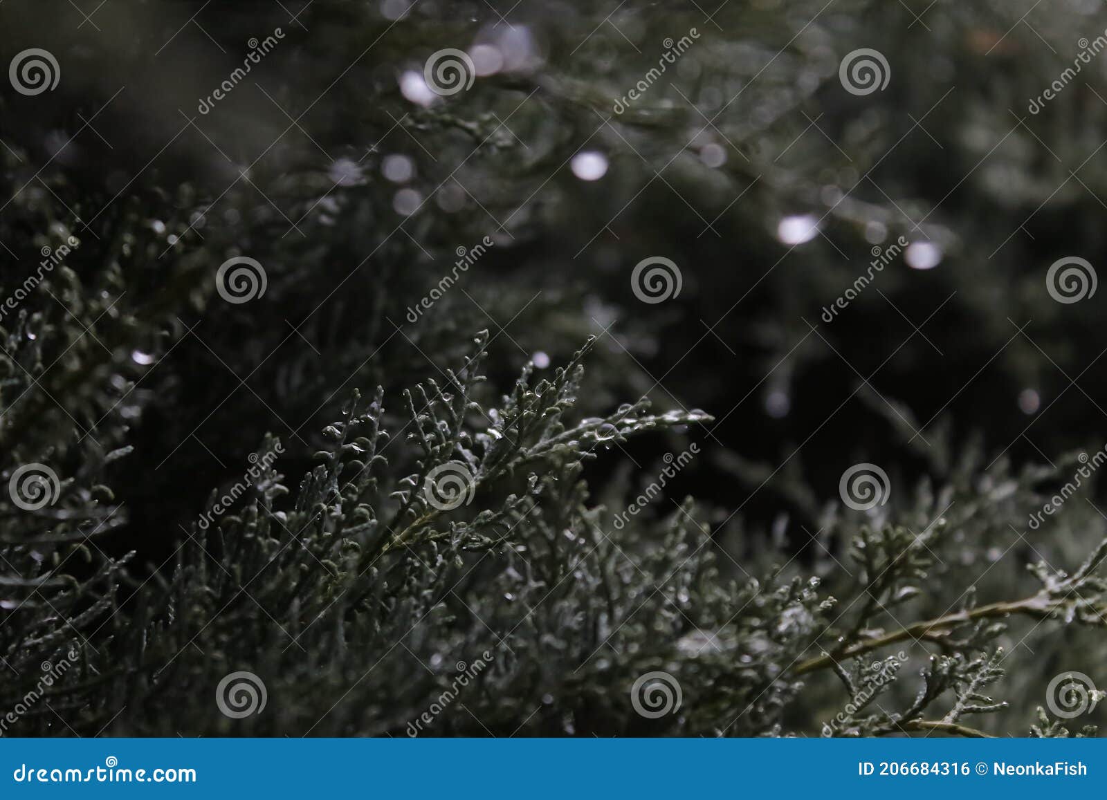 Winter Rain: Conifer Branch in the Foreground Stock Photo - Image of ...