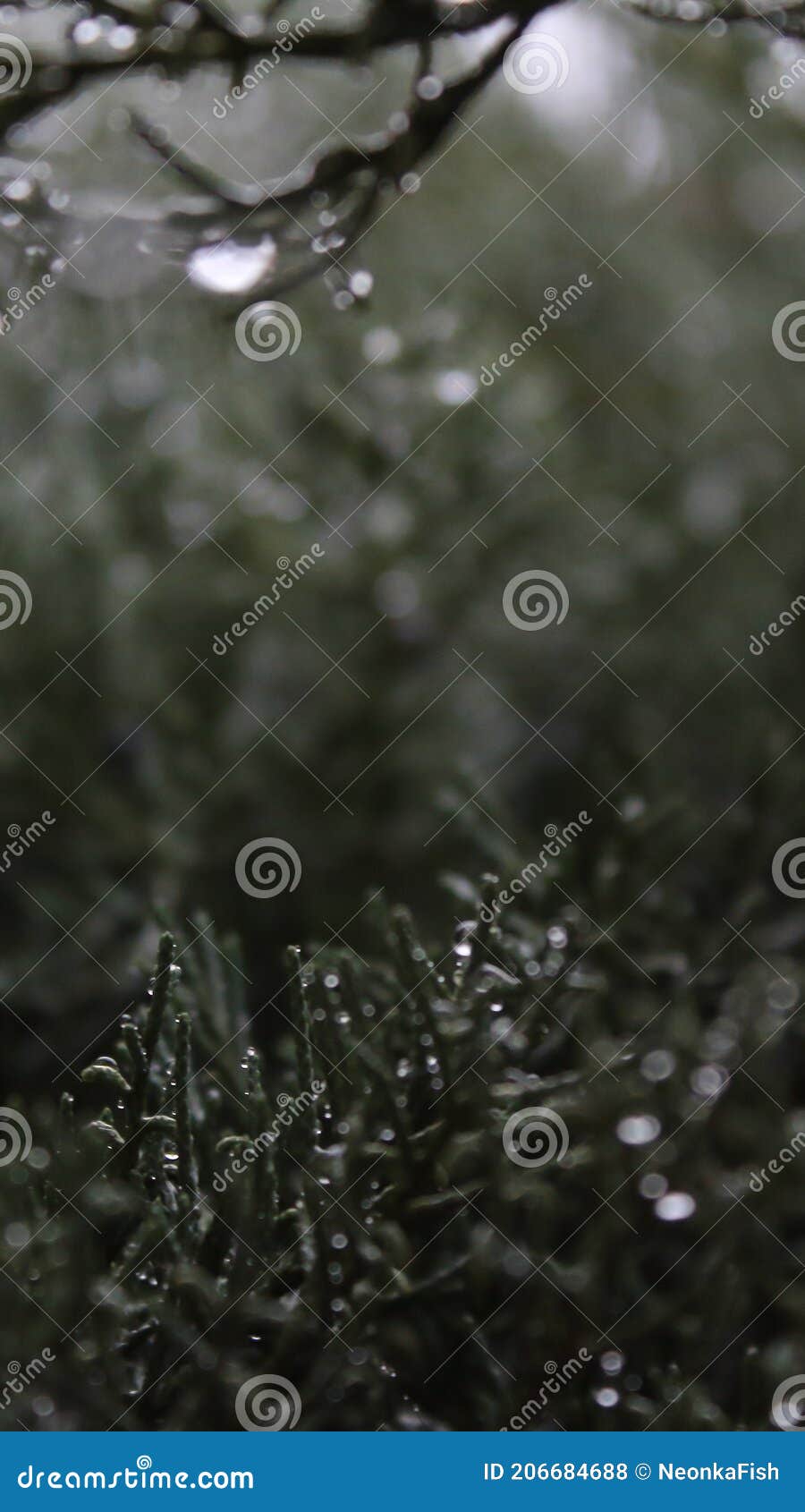 Winter Rain: Water Drops on the Conifer Stock Photo - Image of twilight ...