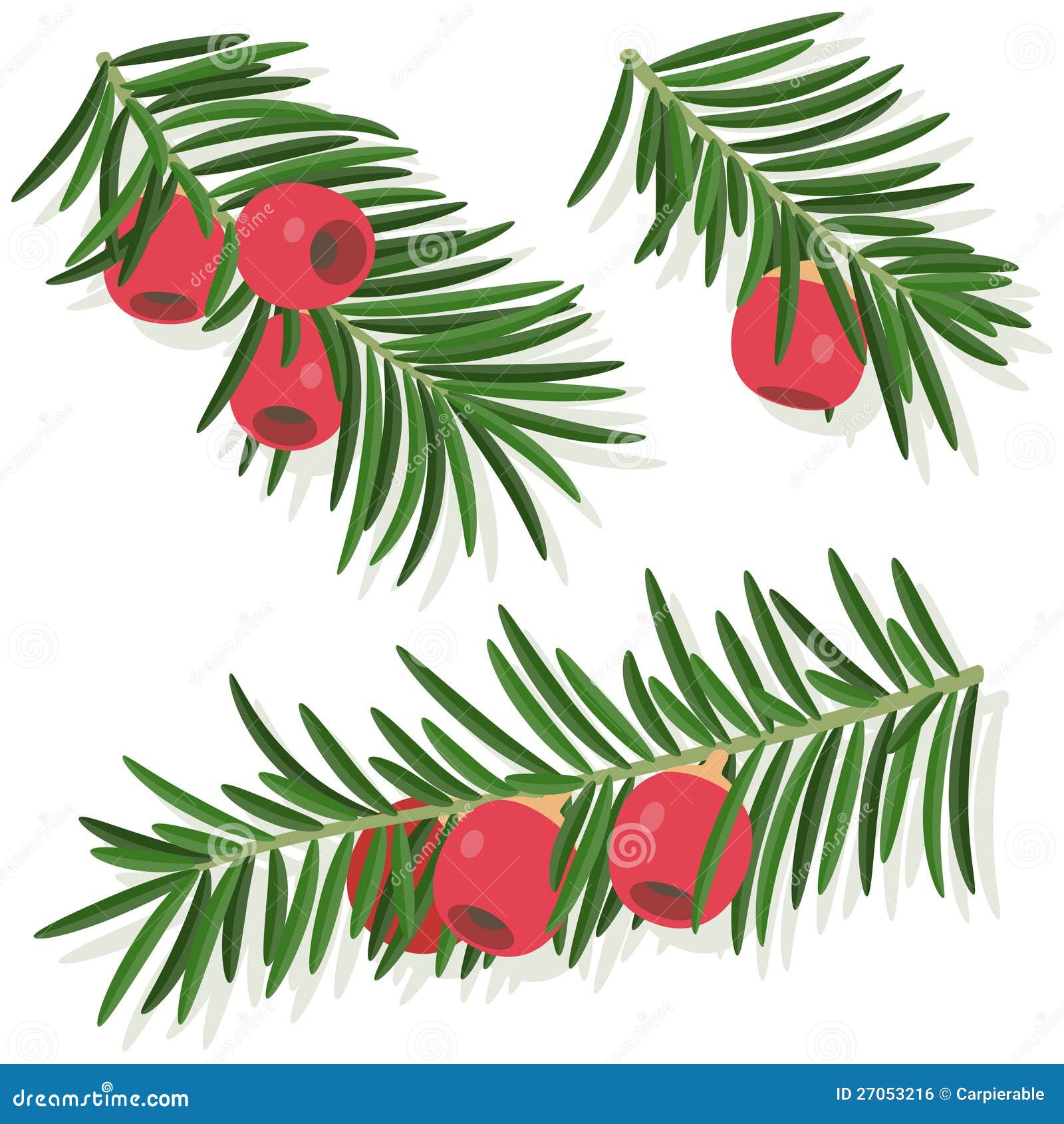 Taxus (yew) Twig Cartoon Vector | CartoonDealer.com #61763931
