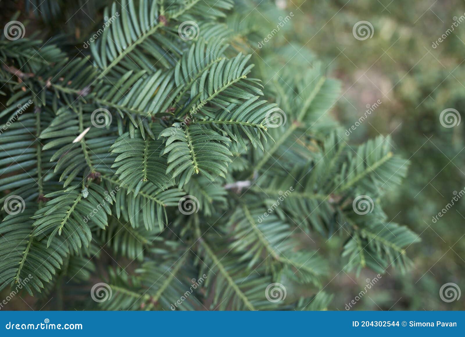 Taxus baccata close up stock photo. Image of needle - 204302544