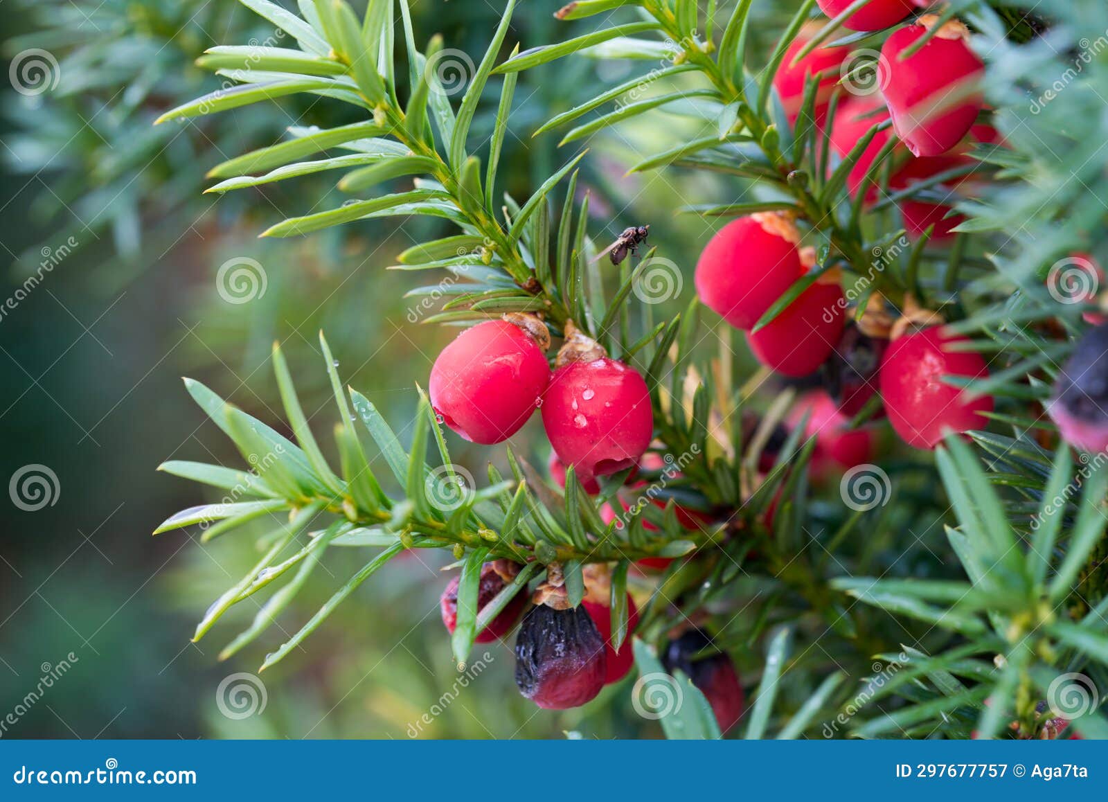Taxus Baccata, .common Yew Red Cones Closeup Selective Focus Stock ...