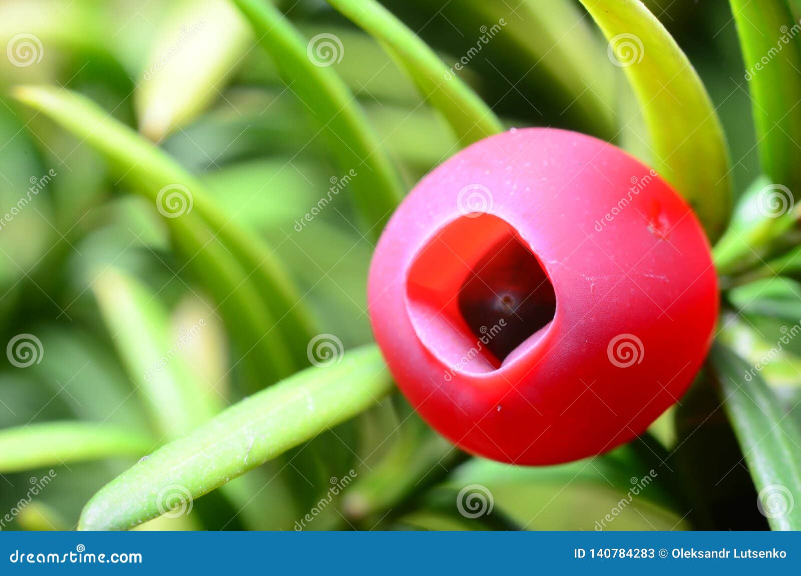 Taxus Baccata Known As Yew, English Yew Or European Yew. Isolated On ...