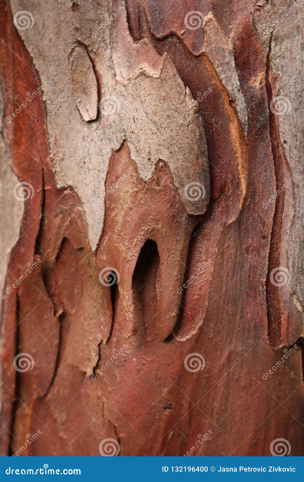 Taxus baccata red bark stock photo. Image of people - 132196400