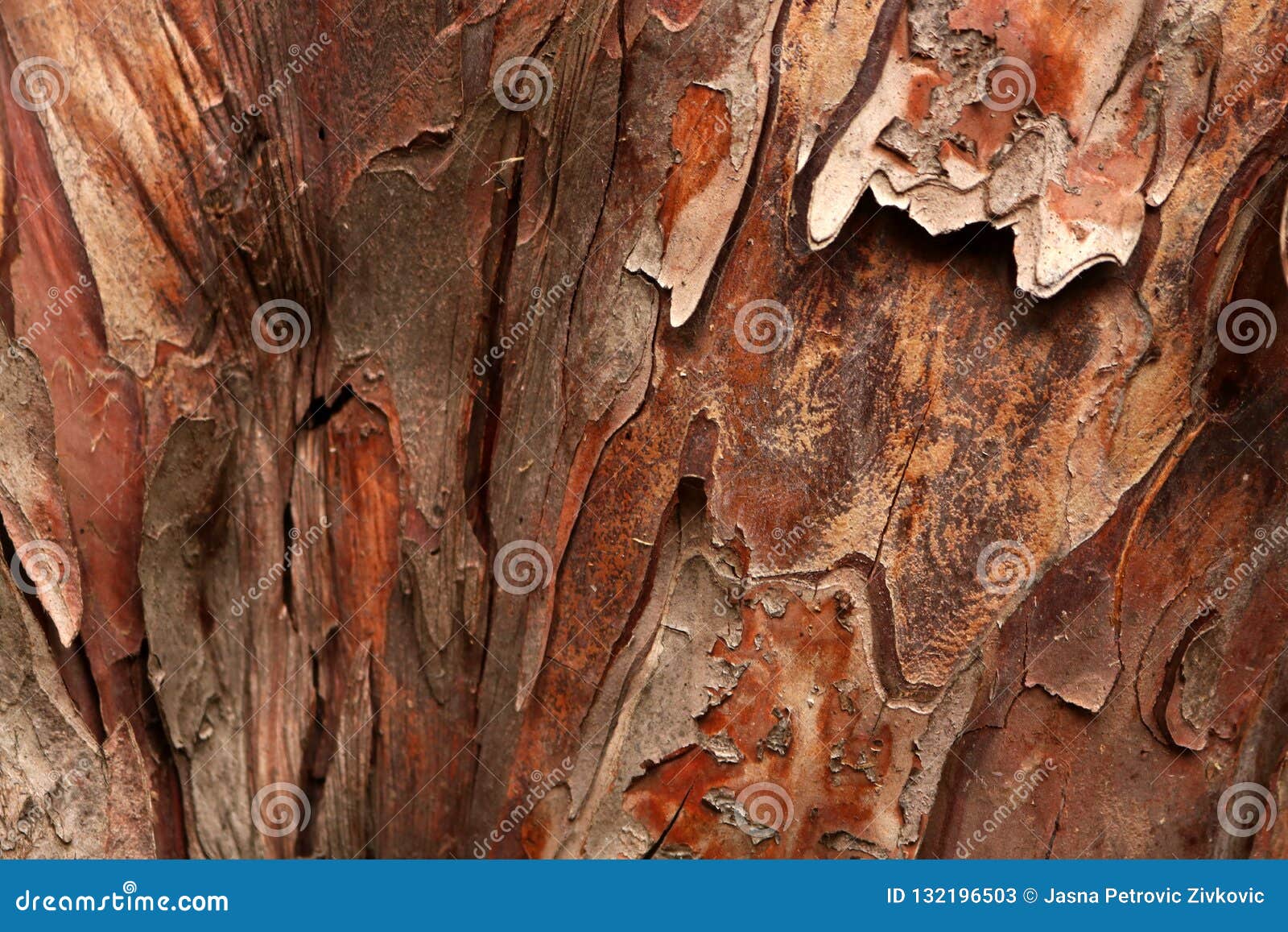 Taxus baccata red bark stock image. Image of abstract - 132196503
