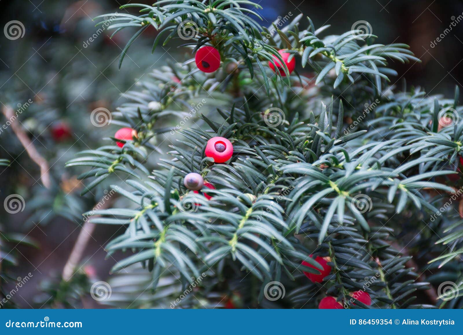 Taxus Baccata European Yew Is Conifer Shrub With Poisonous And Bitter ...