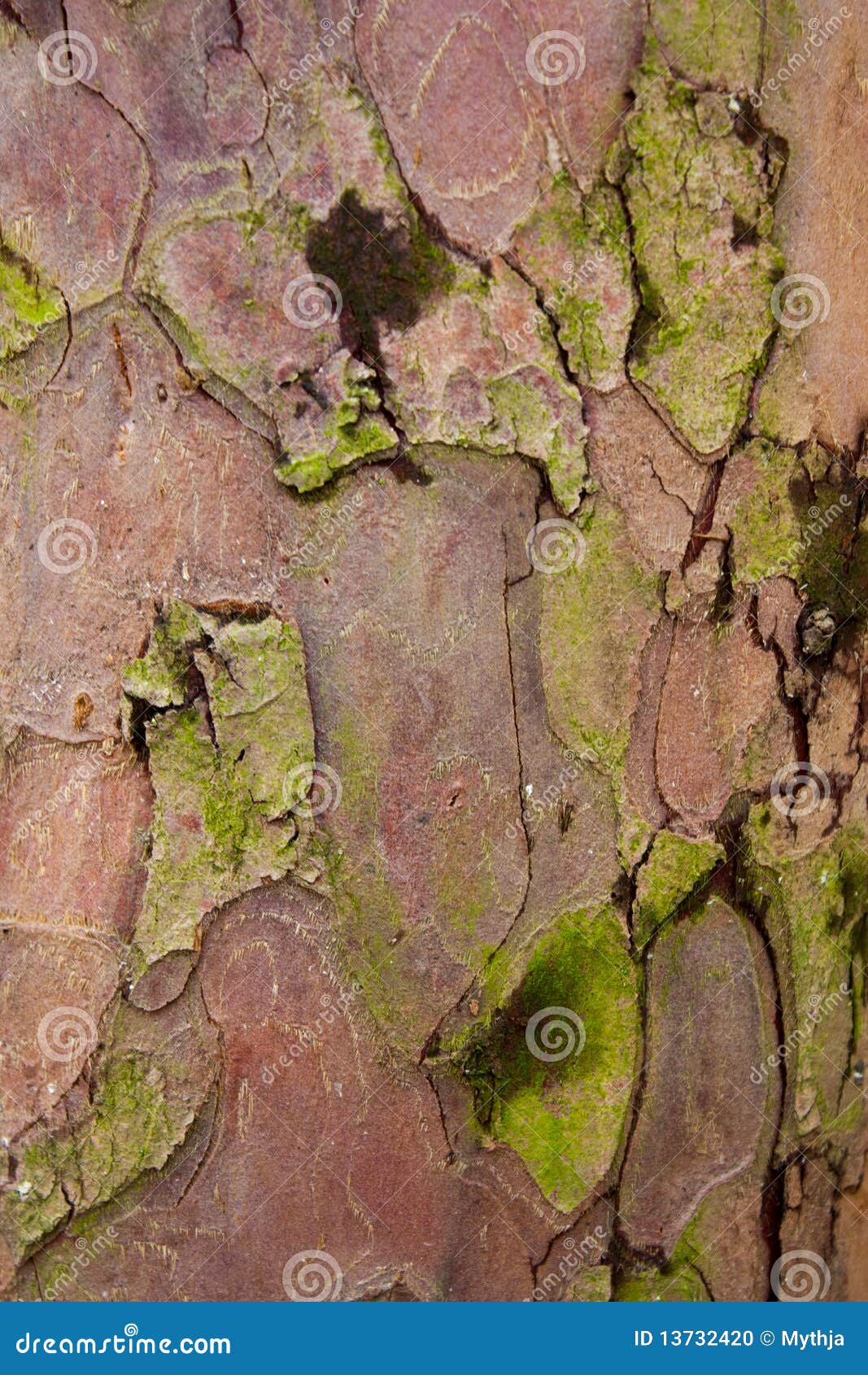 Taxus Baccata Known As Yew, English Yew Or European Yew. Isolated On ...
