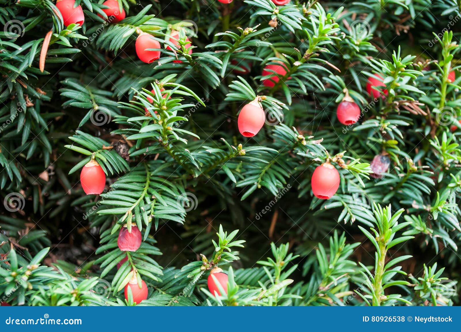Taxus Baccata European Yew Is Conifer Shrub With Poisonous And Bitter ...