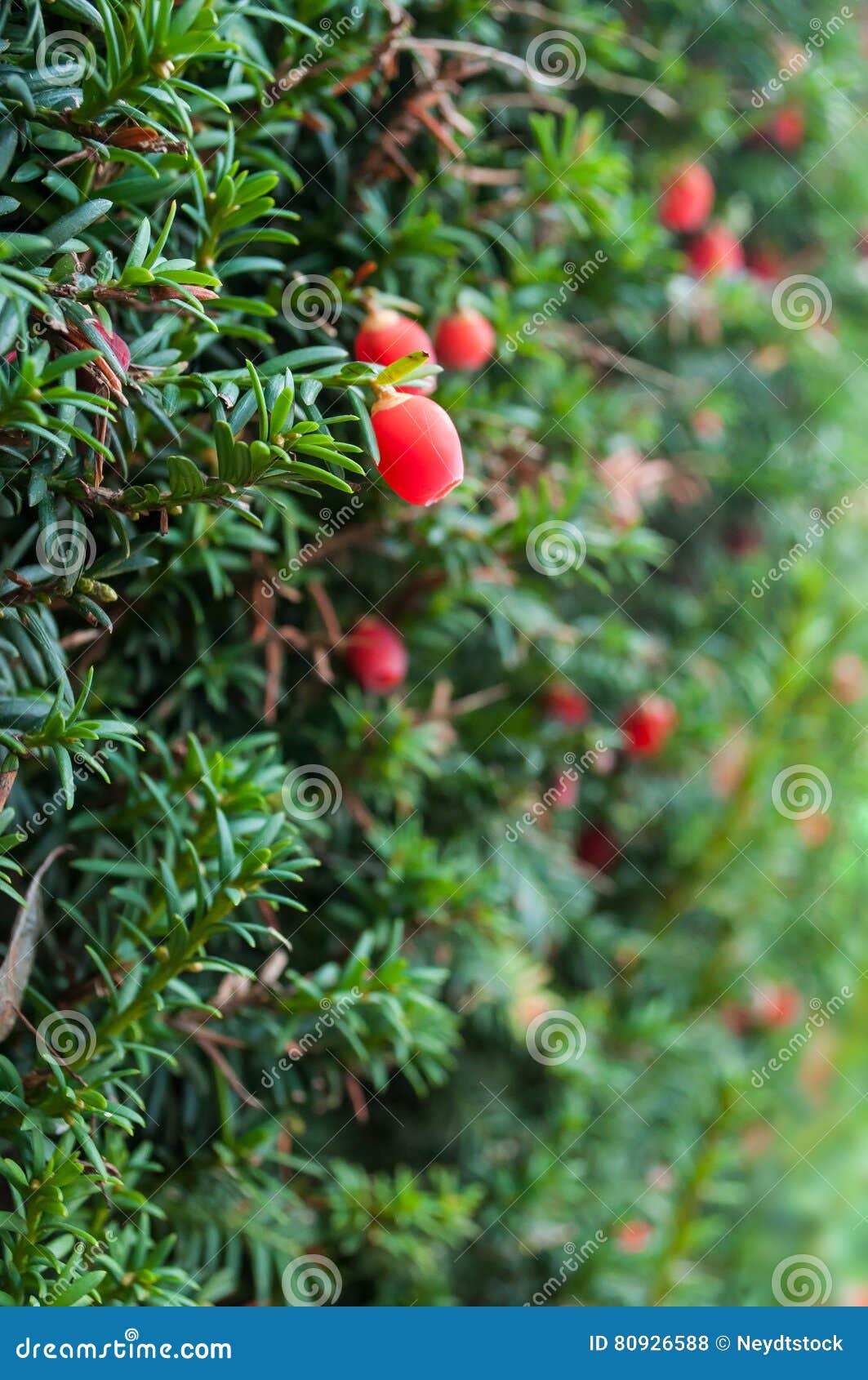 Taxus Baccata Tree with Red Berries Stock Photo - Image of happy, fruit ...