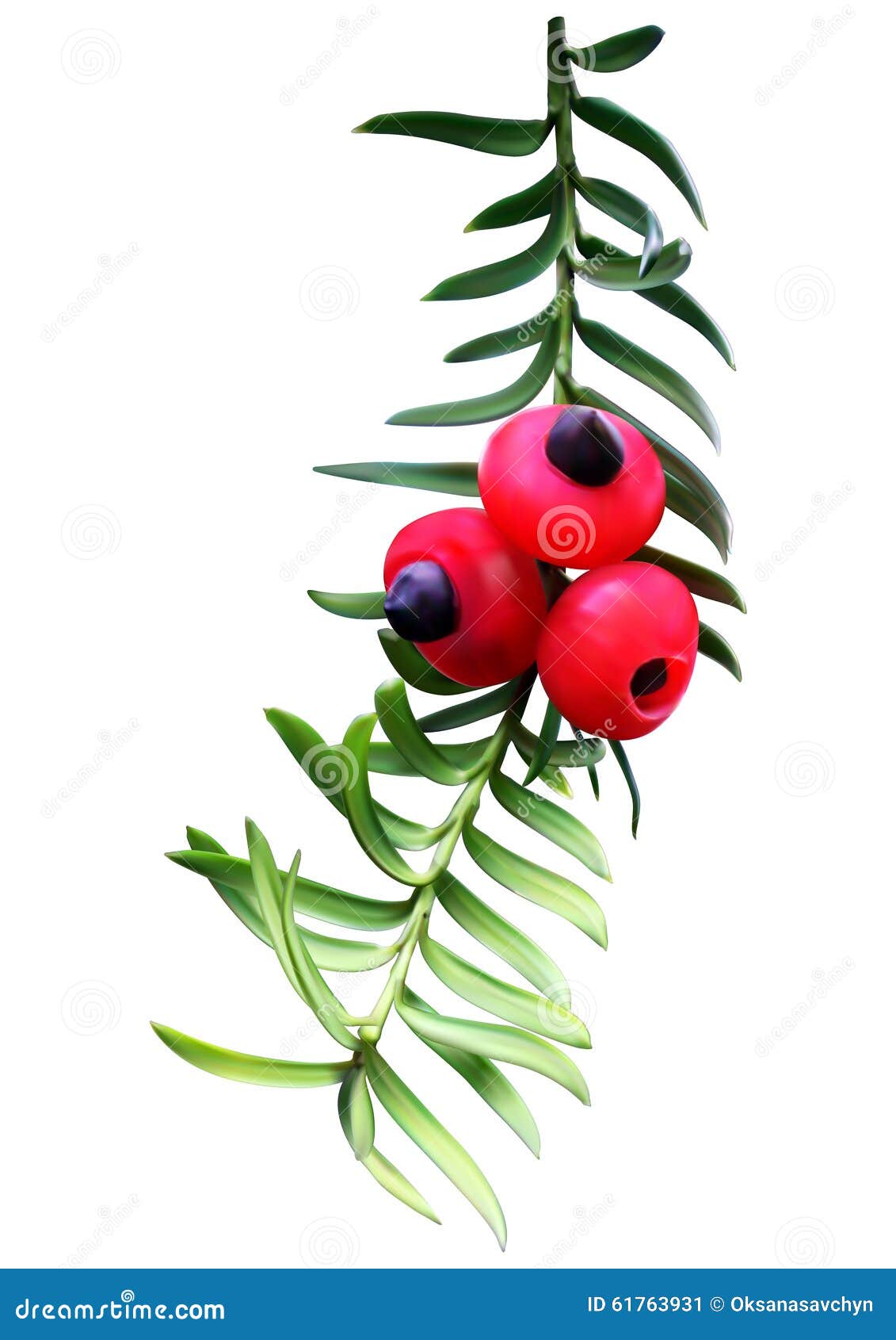 Taxus (yew) Twig Cartoon Vector | CartoonDealer.com #61763931