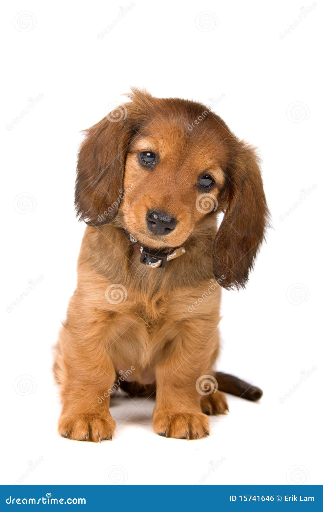 Taxvalp arkivfoto. Bild av renrasig, husdjur, angus, plattform - 15741646