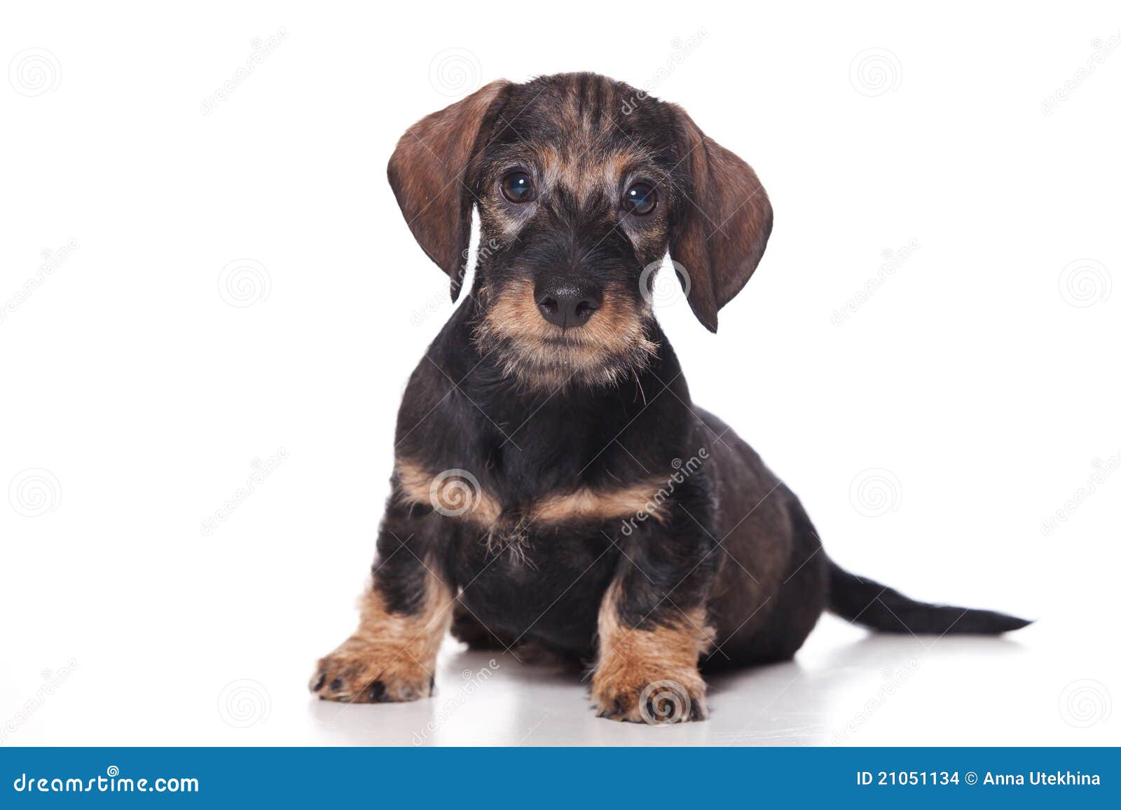 Taxvalp arkivfoto. Bild av förtjusande, framdel, gulligt - 21051134