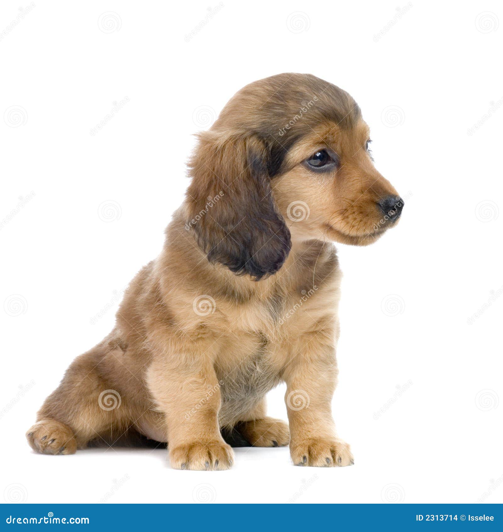 Taxvalp arkivfoto. Bild av medf8ort, hund, studio, valp - 2313714