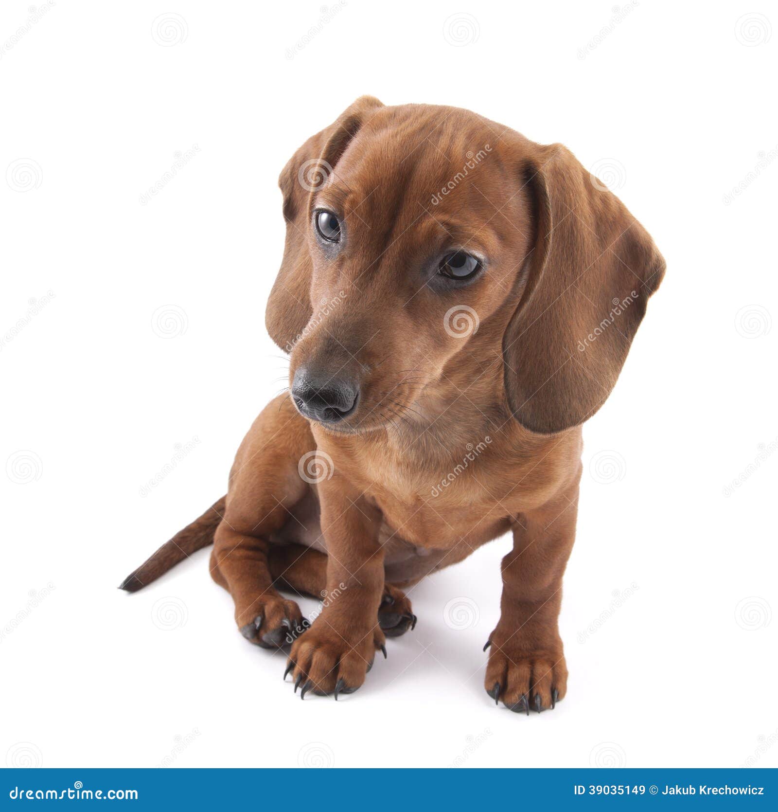 Taxvalp fotografering för bildbyråer. Bild av lydigt - 39035149