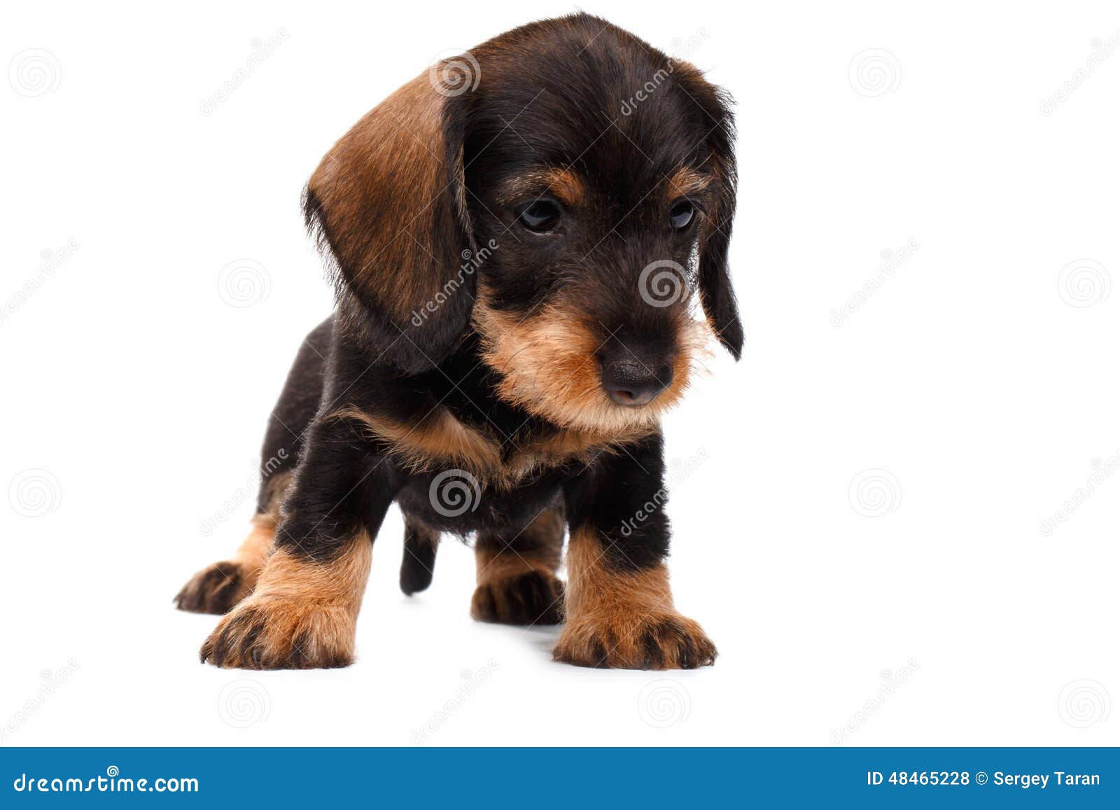 Taxvalp arkivfoto. Bild av pedicured, hörntand, hund - 48465228
