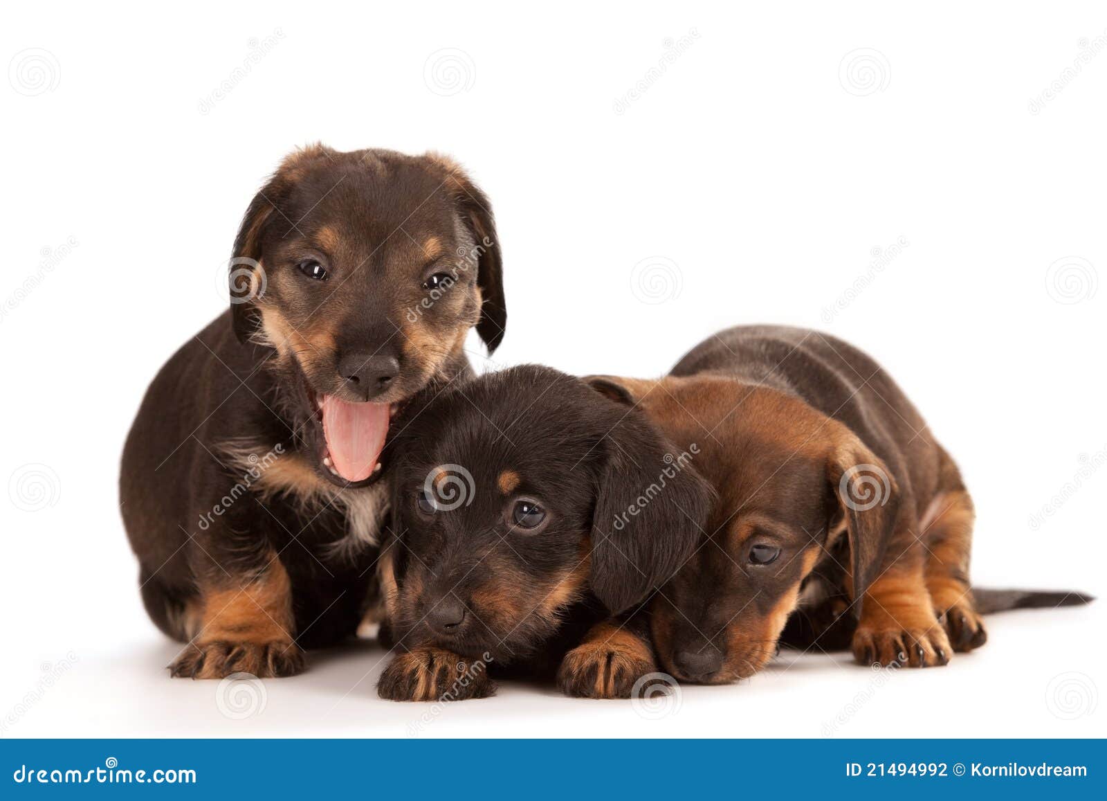 Taxvalpar arkivfoto. Bild av hörntand, vovve, bebis, älskvärt - 21494992