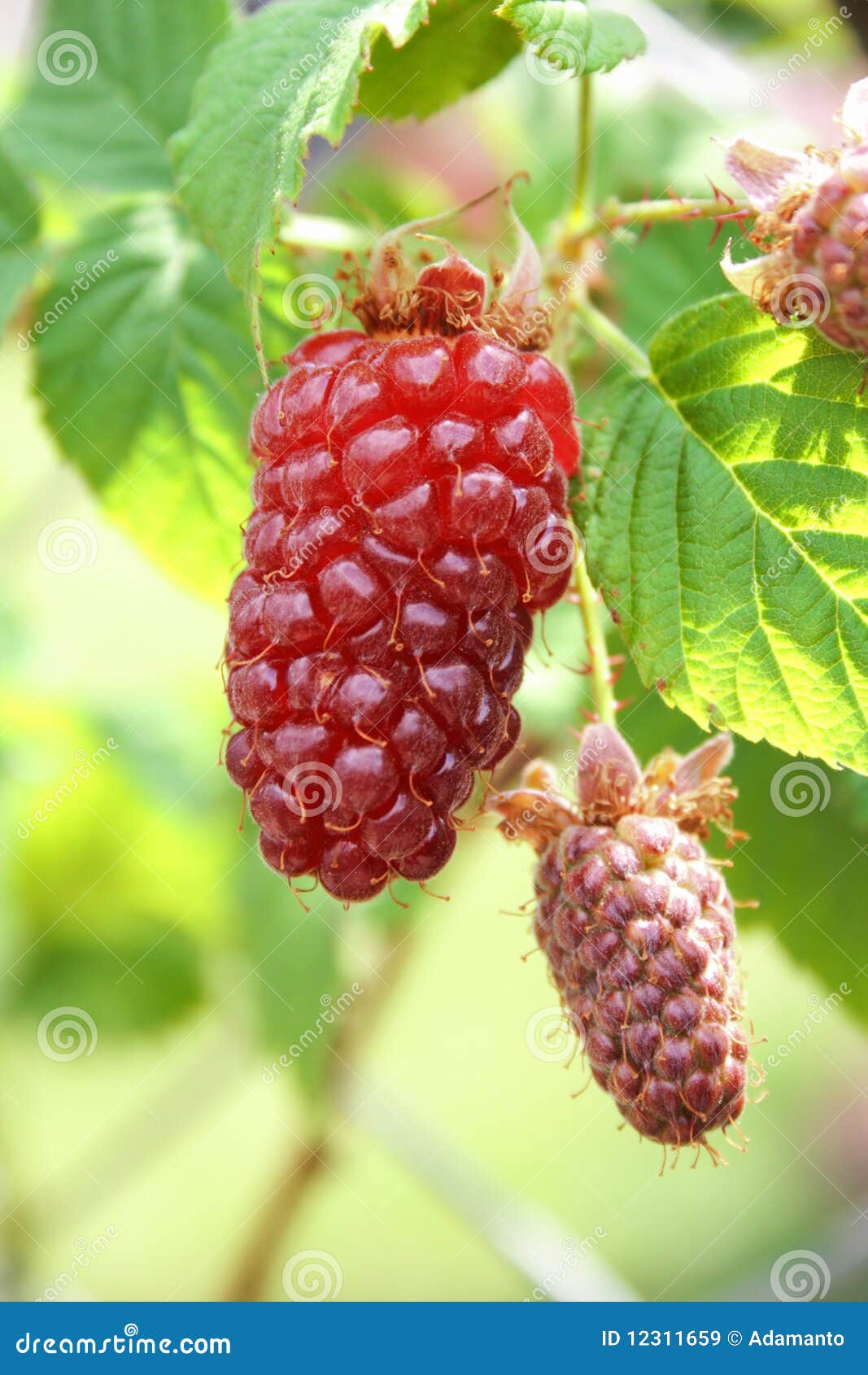 Tayberry Raspberry-wall Hybrid Blooms Stock Photography | CartoonDealer ...