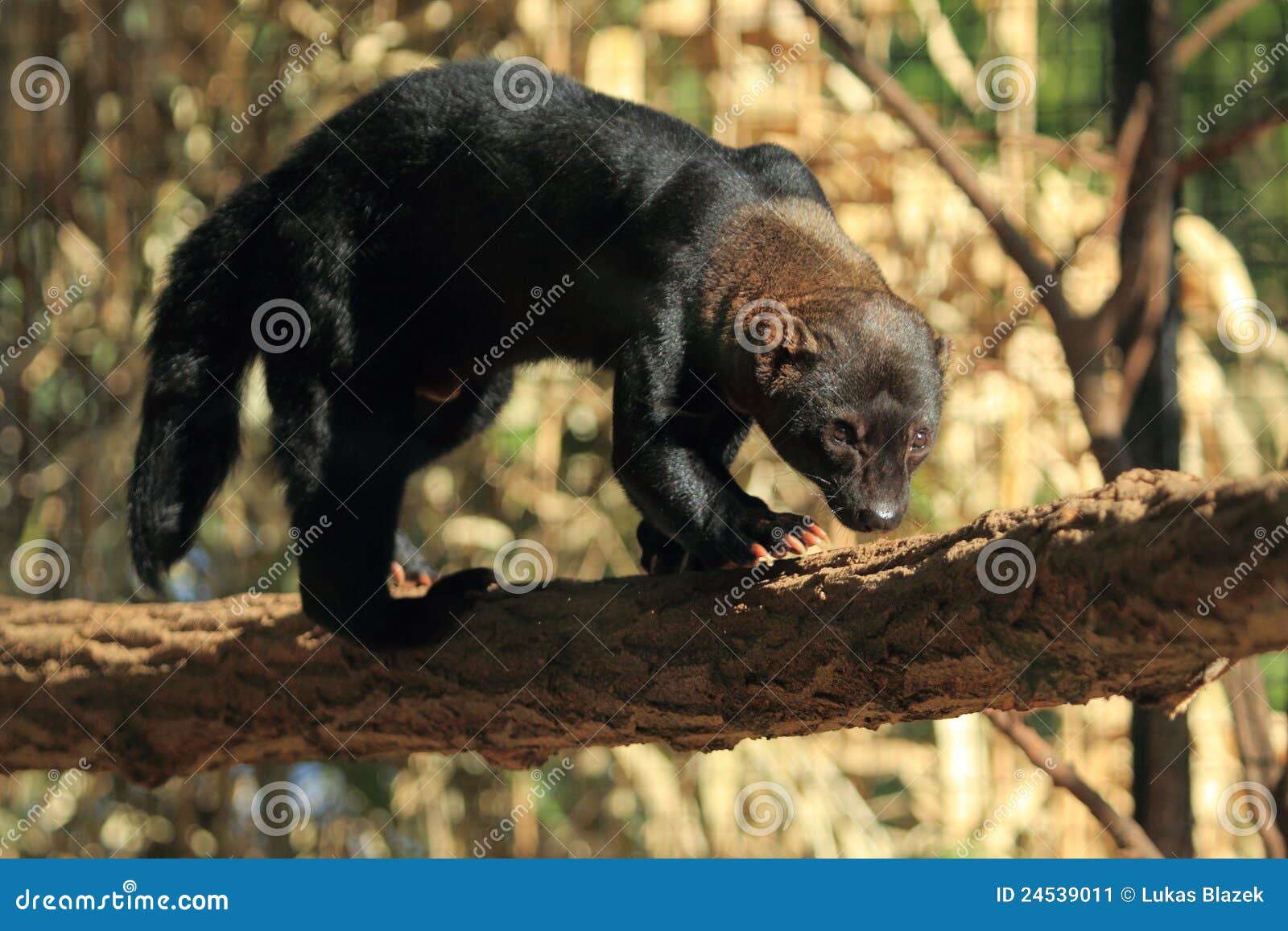 Tayra imagen de archivo. Imagen de pasear, animal, adulto - 24539011