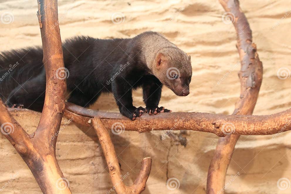 Tayra stock image. Image of tayra, animal, amnivorous - 29852163