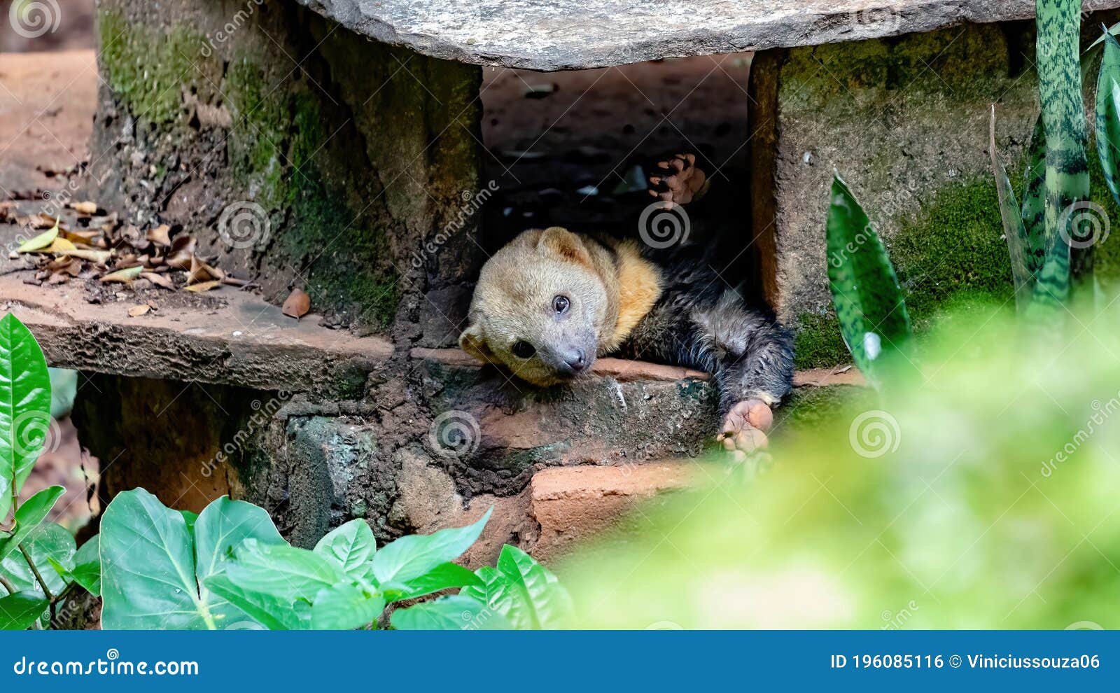 Tayra foto de archivo. Imagen de tropical, recorrido - 196085116