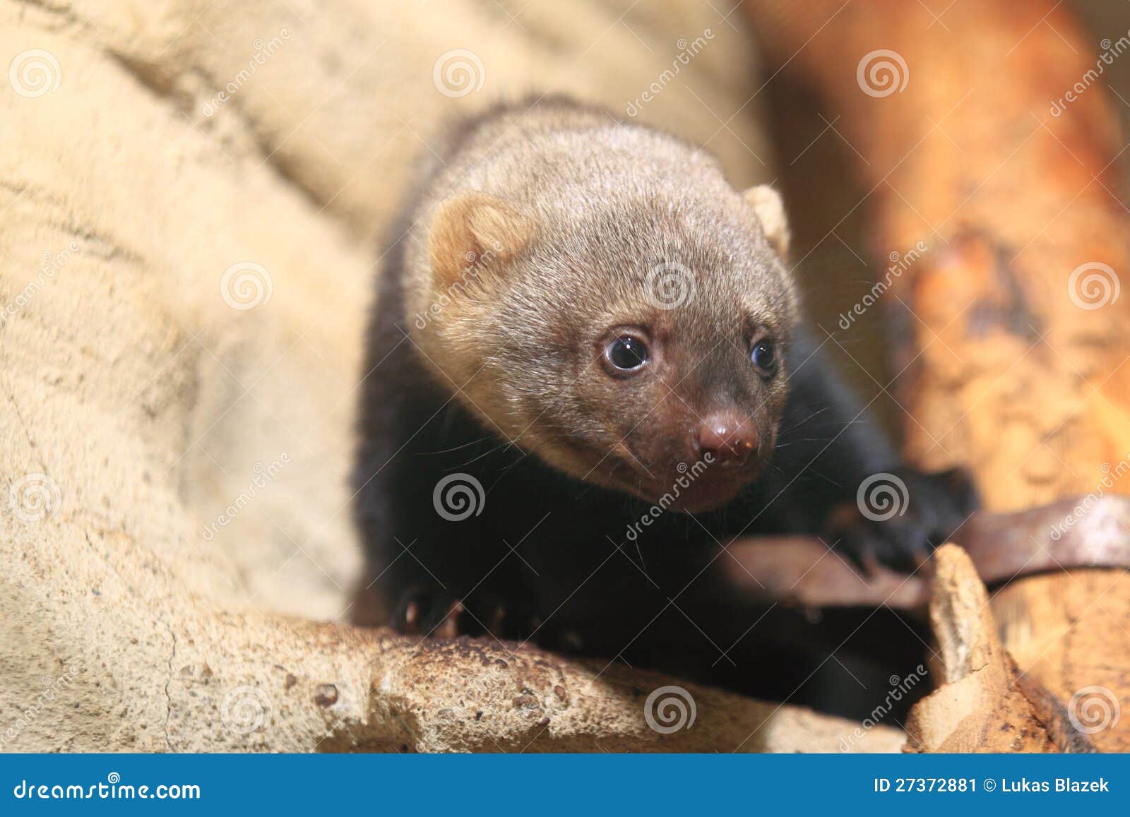 Tayra juvenile stock image. Image of rodent, ligero, wood - 27372881