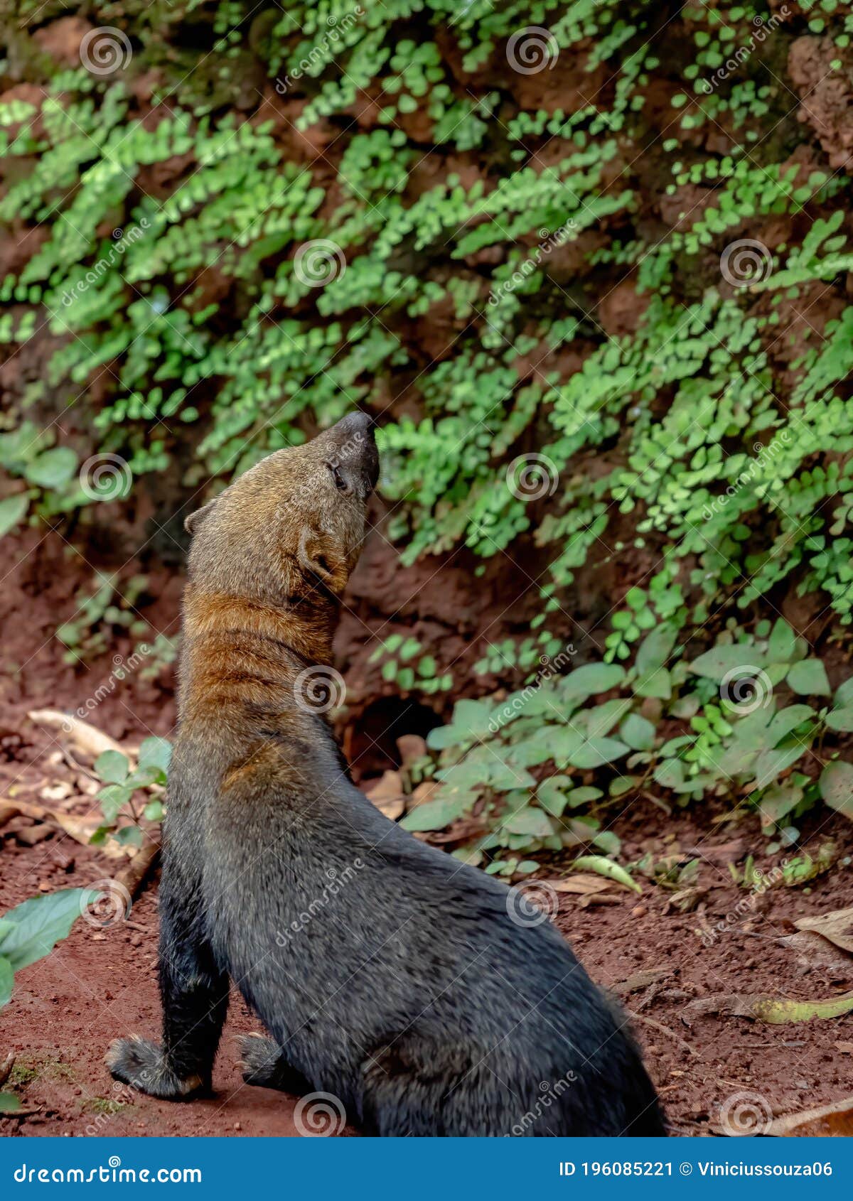 Tayra, Eira Barbara, Omnivorous Animal From The Weasel Family. Tayra ...