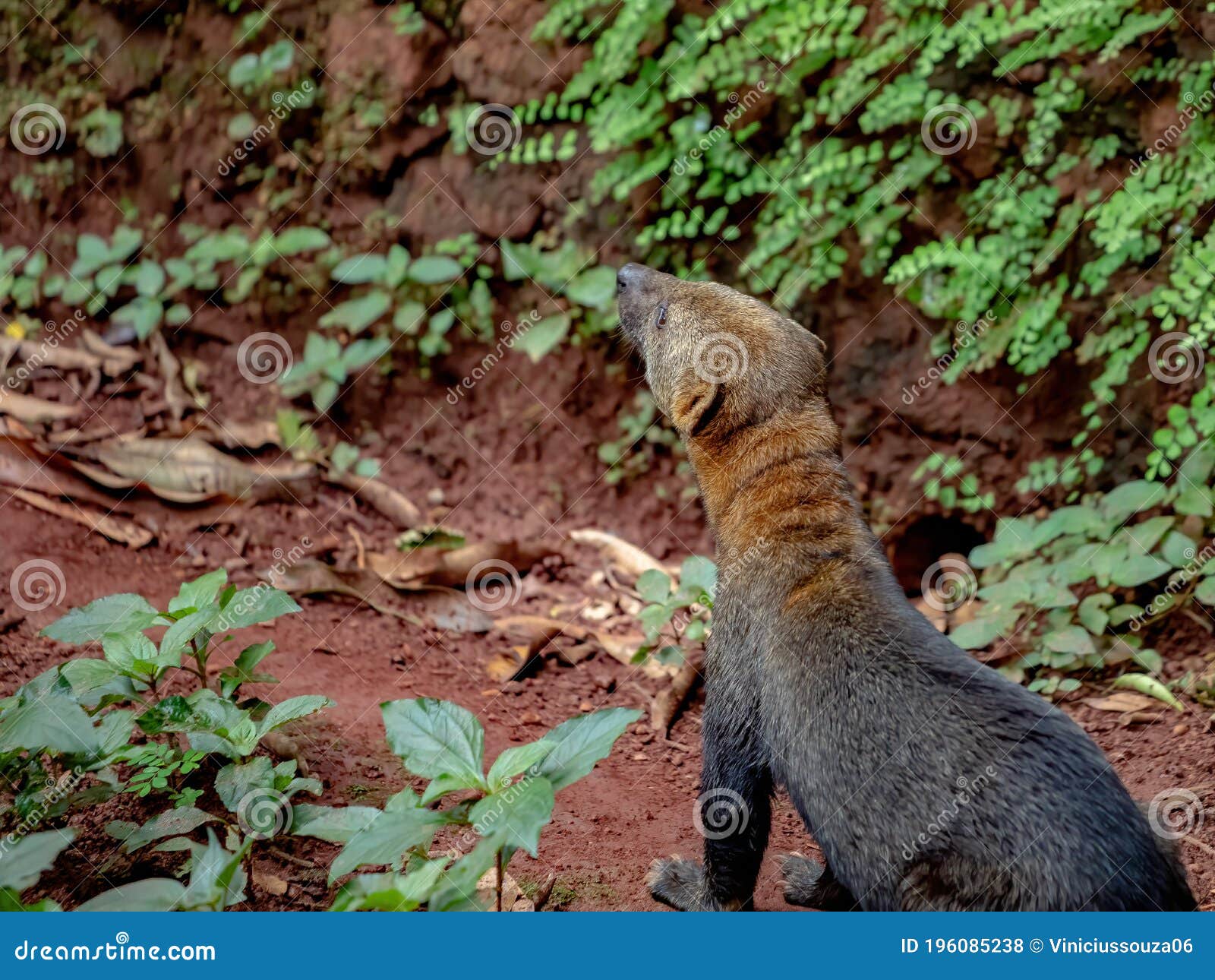 Tayra stock photo. Image of costa, colorful, eira, outdoors - 196085238
