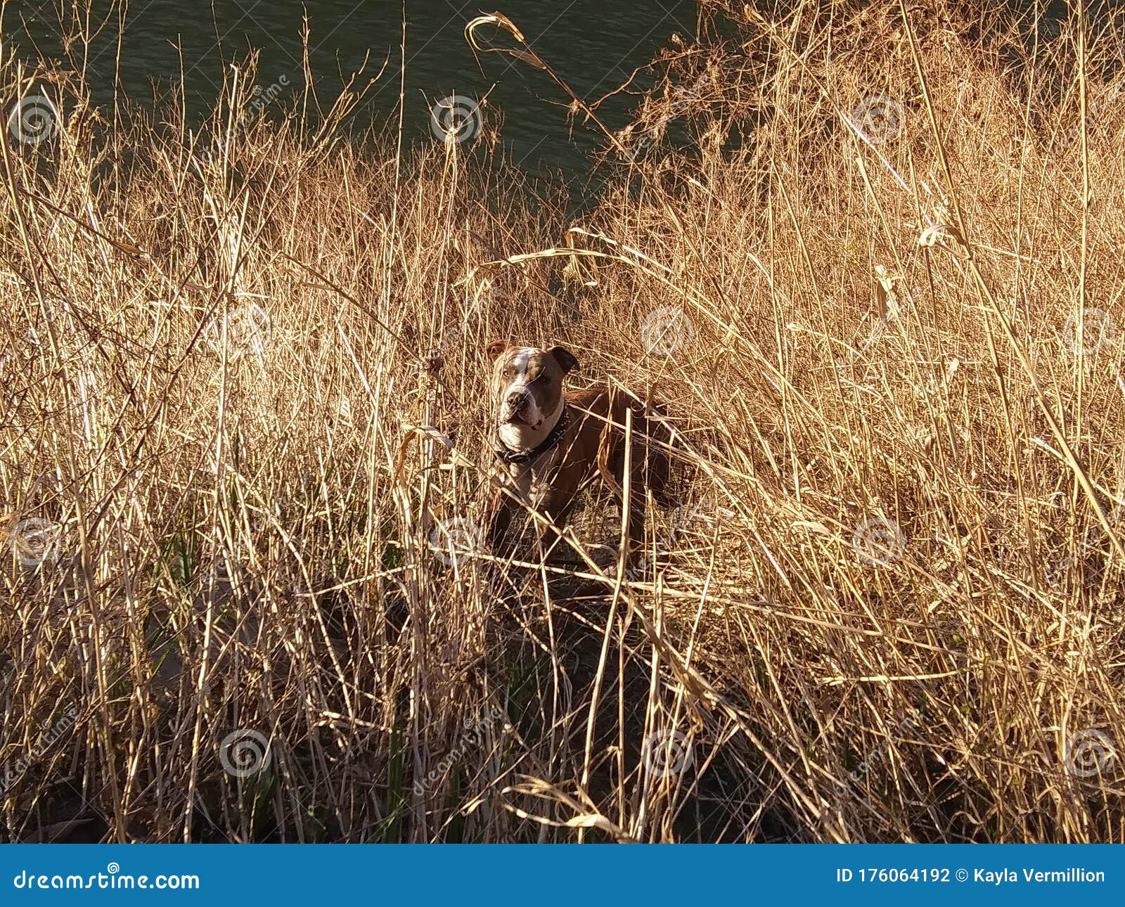 Taz Playing Next To Stilliguamish River Stock Photo - Image of ...