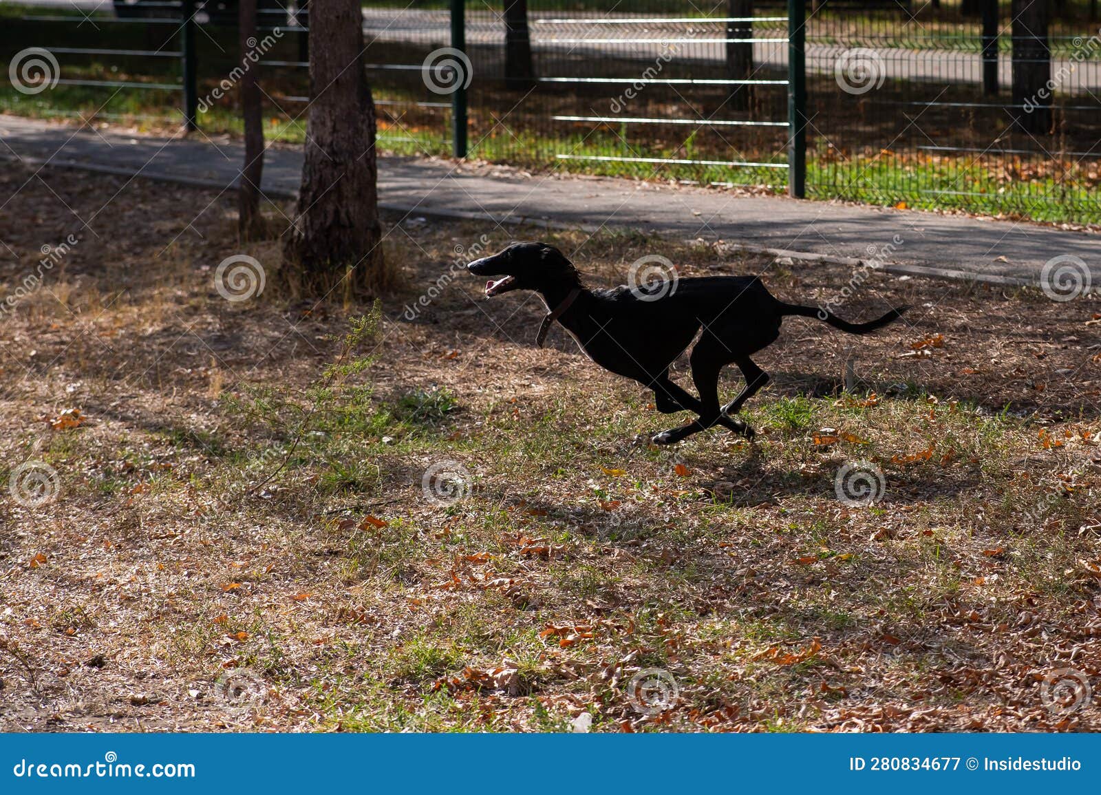 Tazy. Central Asian Greyhound Runs for a Walk in Autumn. Stock Image ...