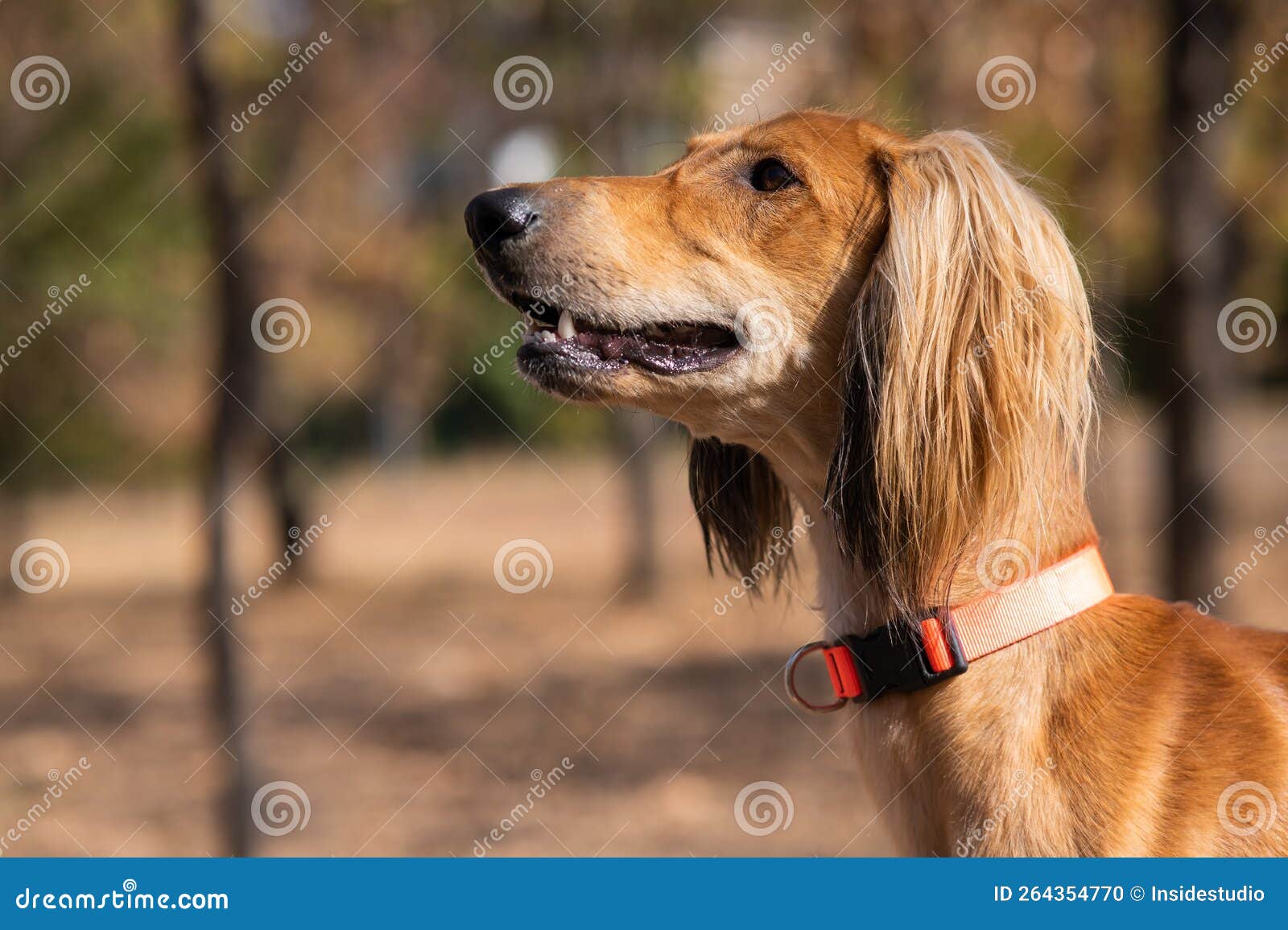Tazy. Central Asian Greyhound Walking in Autumn. Stock Photo - Image of ...
