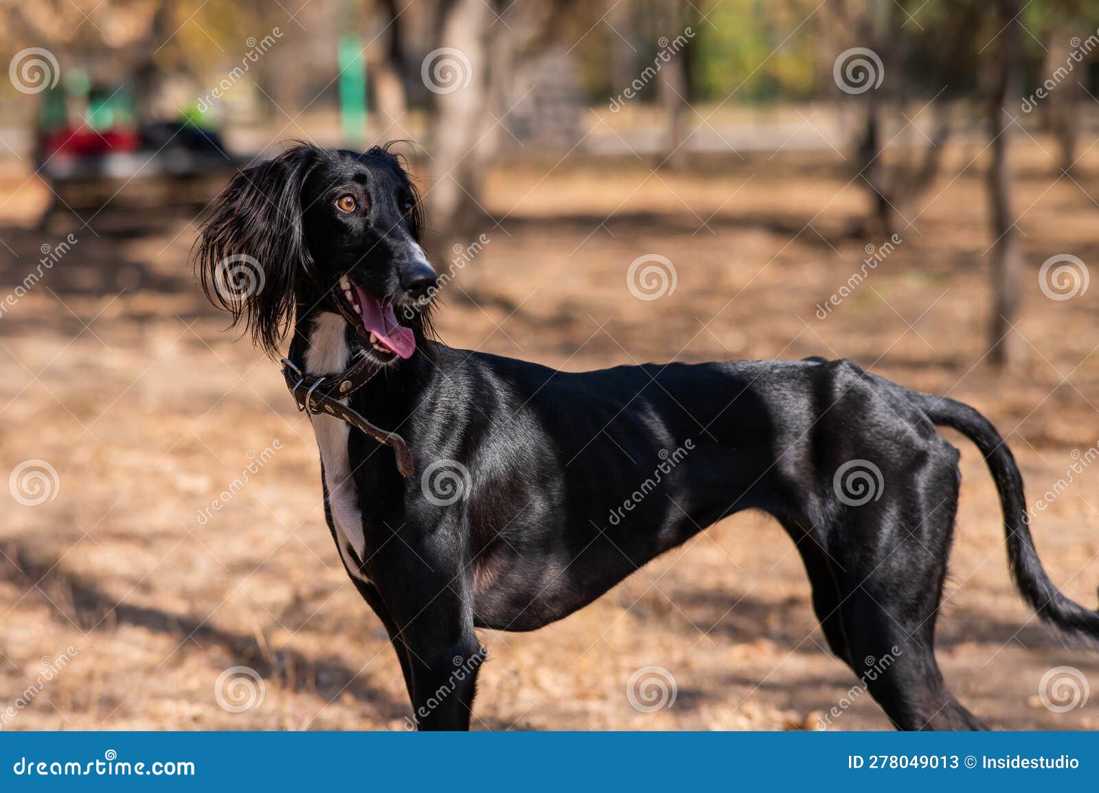 Tazy. Central Asian Greyhound Walking in Autumn. Stock Image - Image of ...