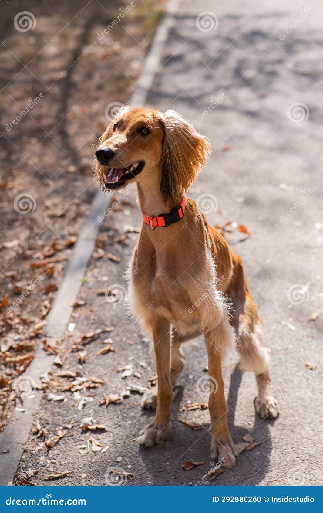 Tazy. Central Asian Greyhound Walking in Autumn. Stock Photo - Image of ...