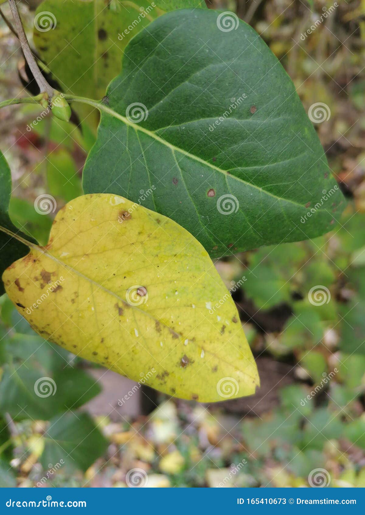 This is Tbe Eal Natural. the Winter is Coming Stock Image - Image of ...