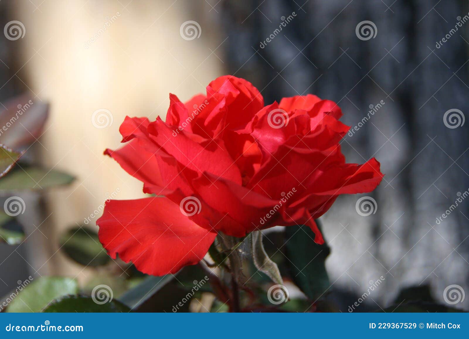 Red Rose (Side) stock image. Image of plant, side, view - 229367529