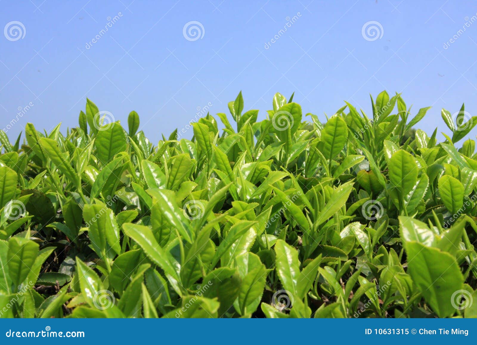 Tea stock image. Image of tree, crop, spring, plants - 10631315