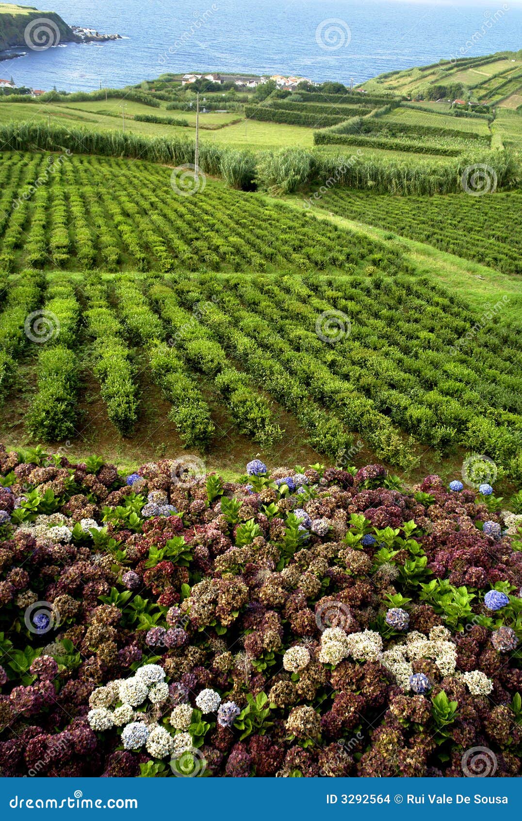 Hydrangea Macrophylla Flower Sea Stock Photos - Free & Royalty-Free ...