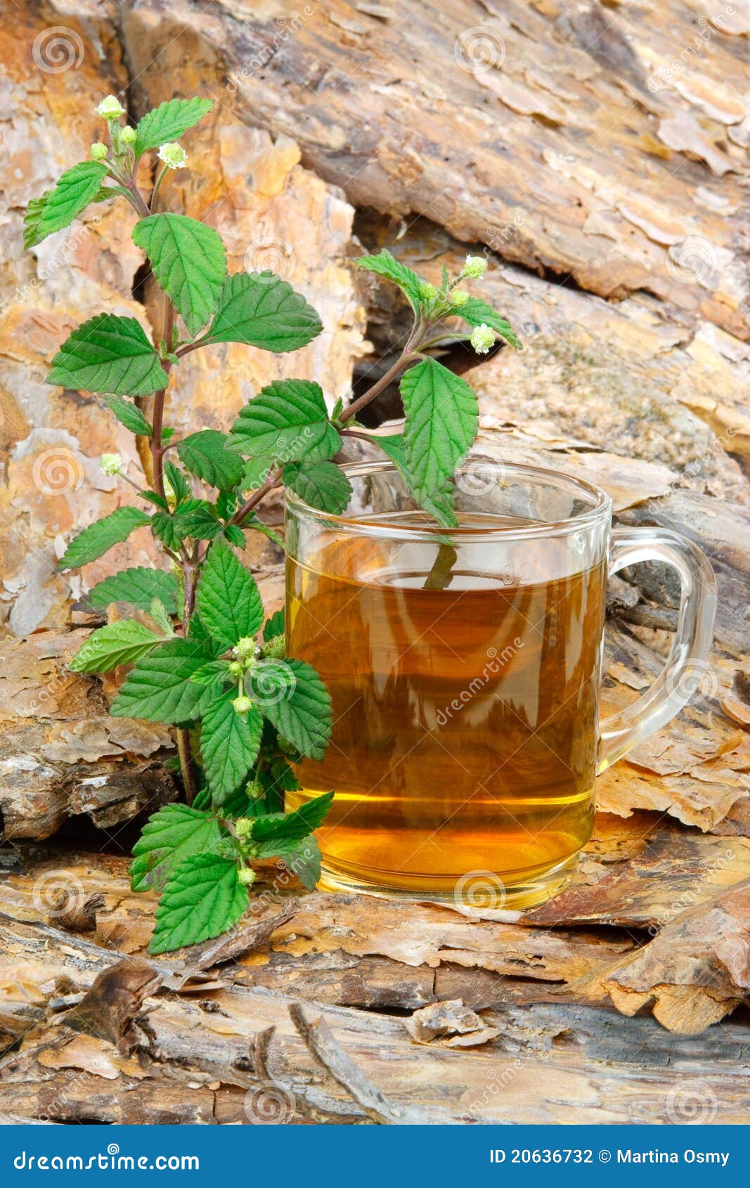 Tea with Aztec Sweet Herb stock photo. Image of sweet - 20636732