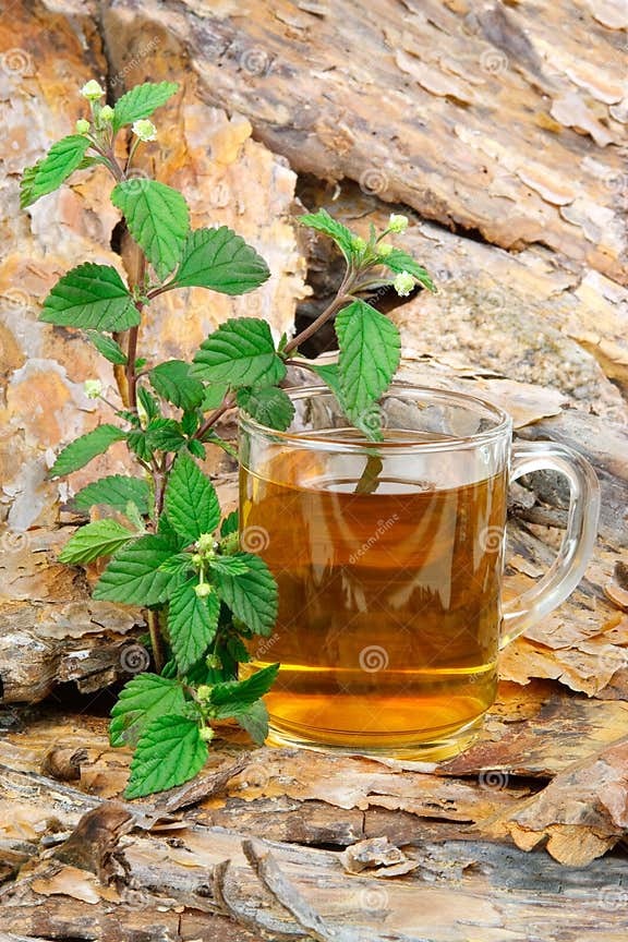 Tea with Aztec Sweet Herb stock photo. Image of sweet - 20636732
