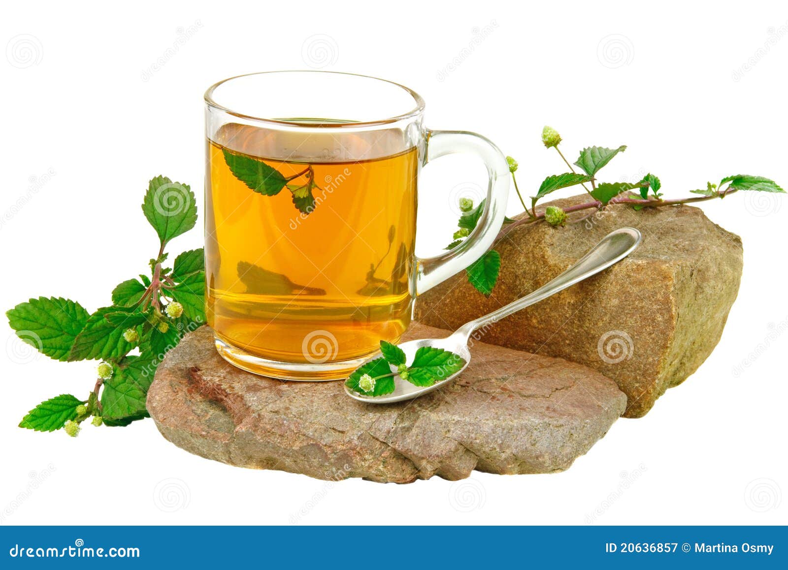 Tea with Aztec Sweet Herb stock image. Image of substitute - 20636857