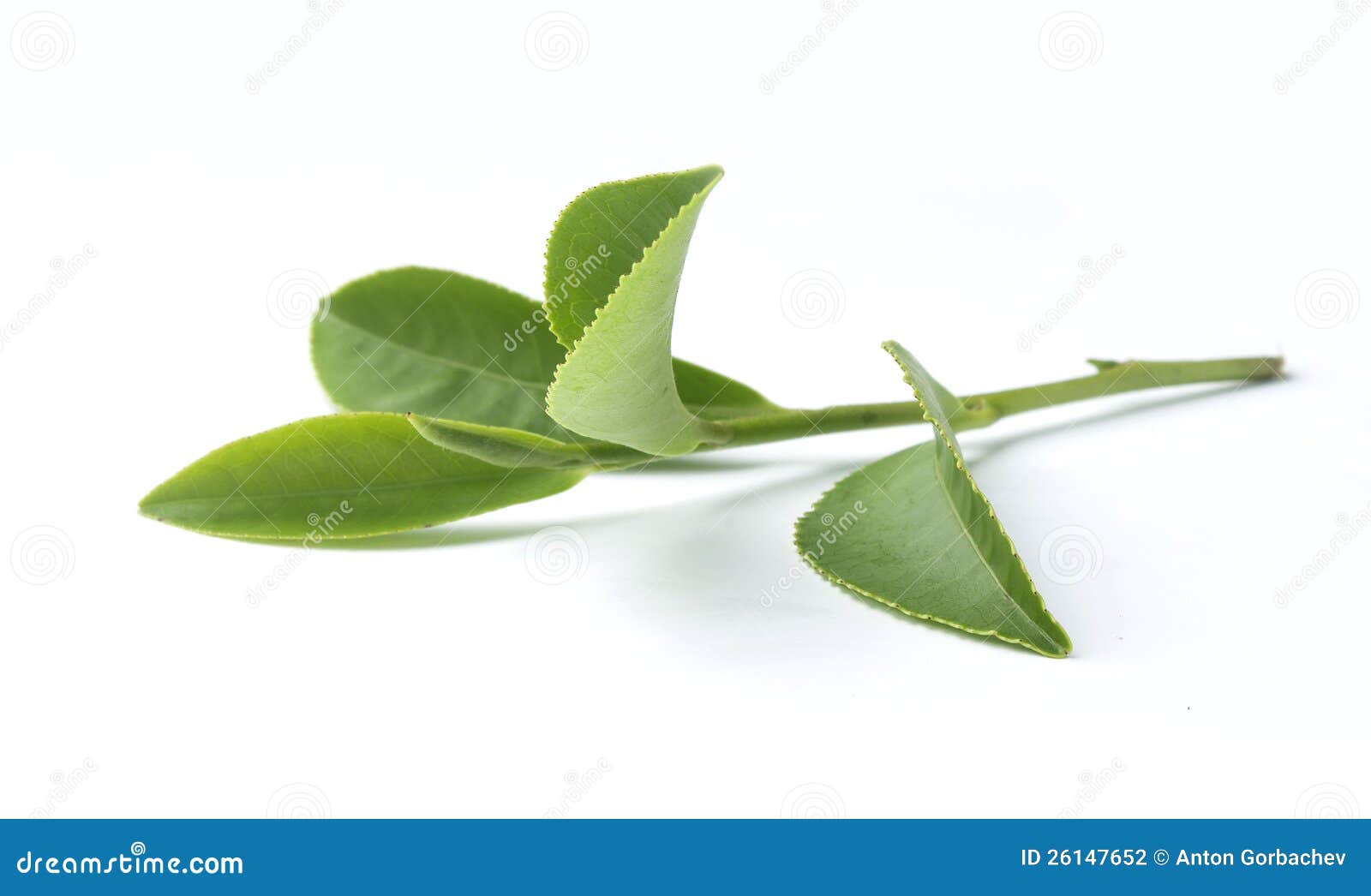 Tea branch stock photo. Image of isolated, fresh, drink - 26147652