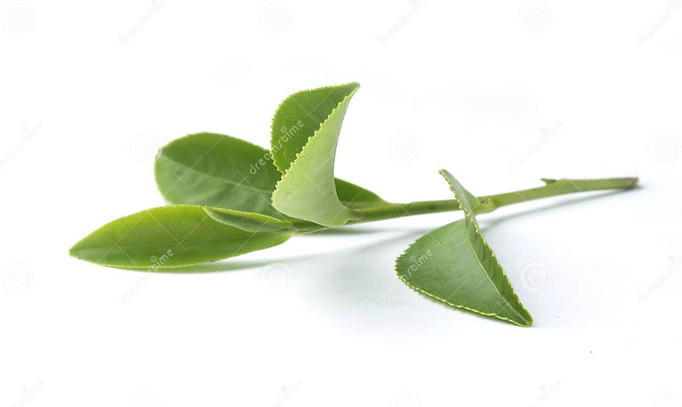 Tea branch stock photo. Image of isolated, fresh, drink - 26147652