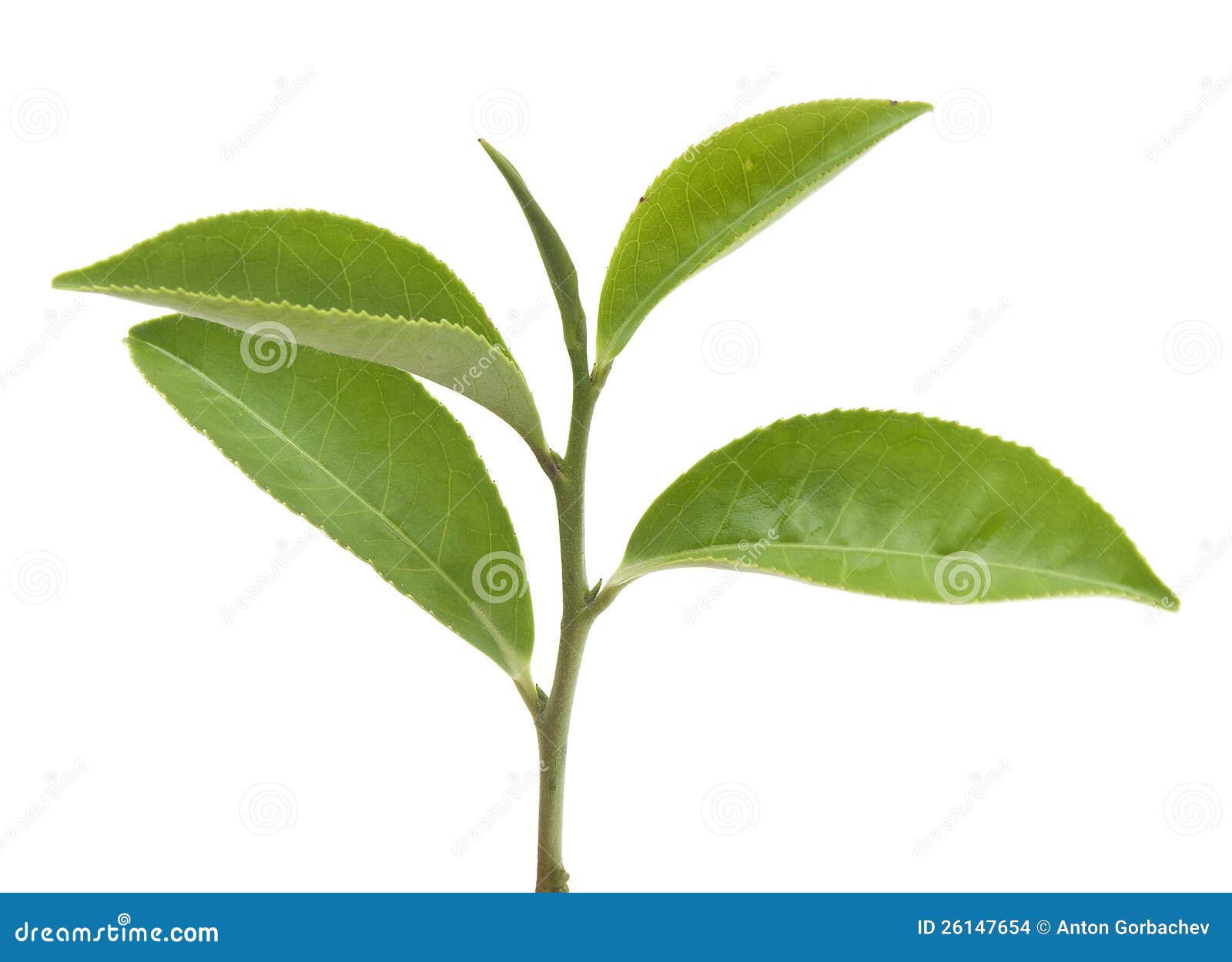 Tea branch stock photo. Image of leaves, fresh, twig - 26147654