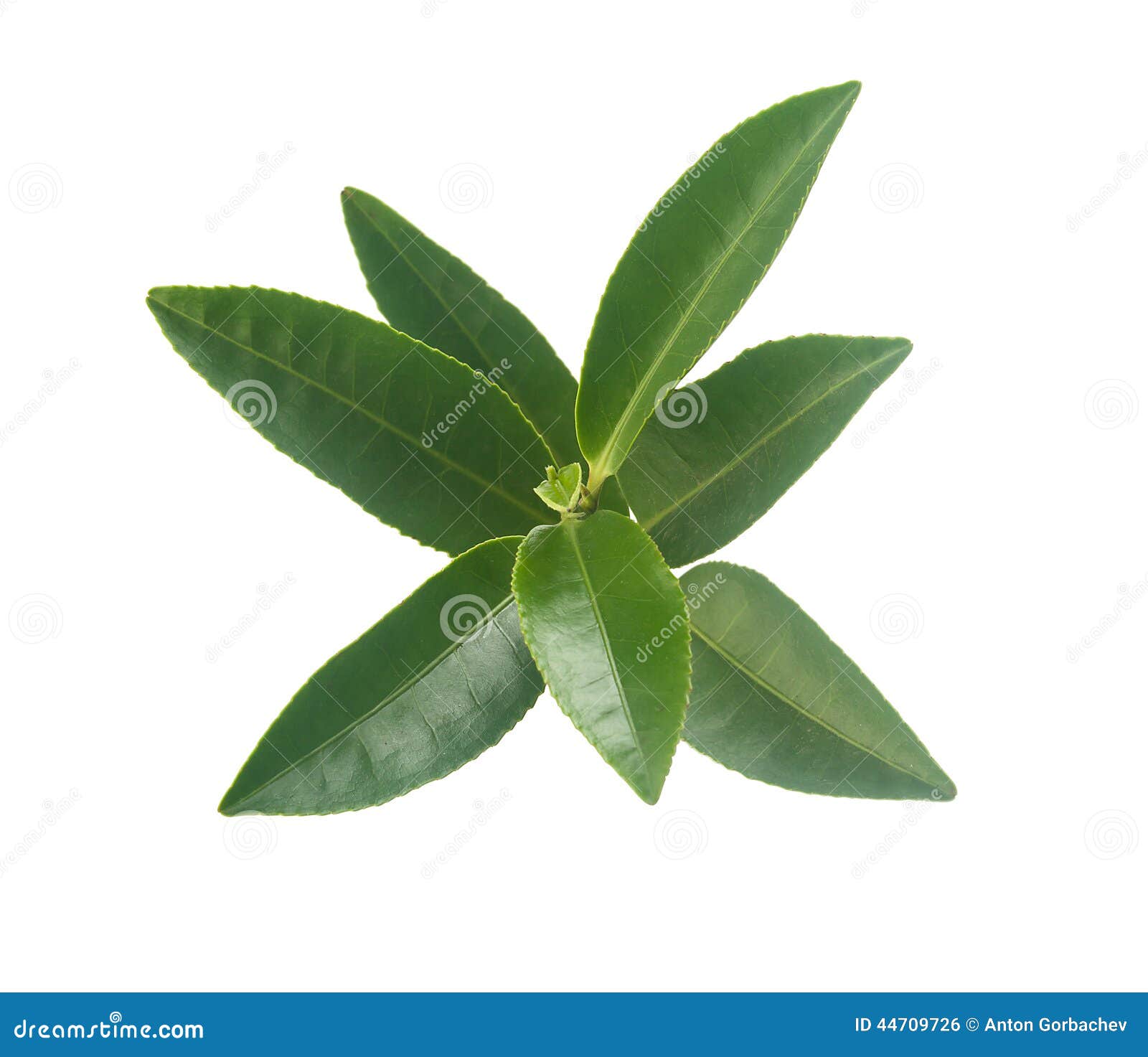Tea branch stock photo. Image of clipping, drink, branch - 44709726
