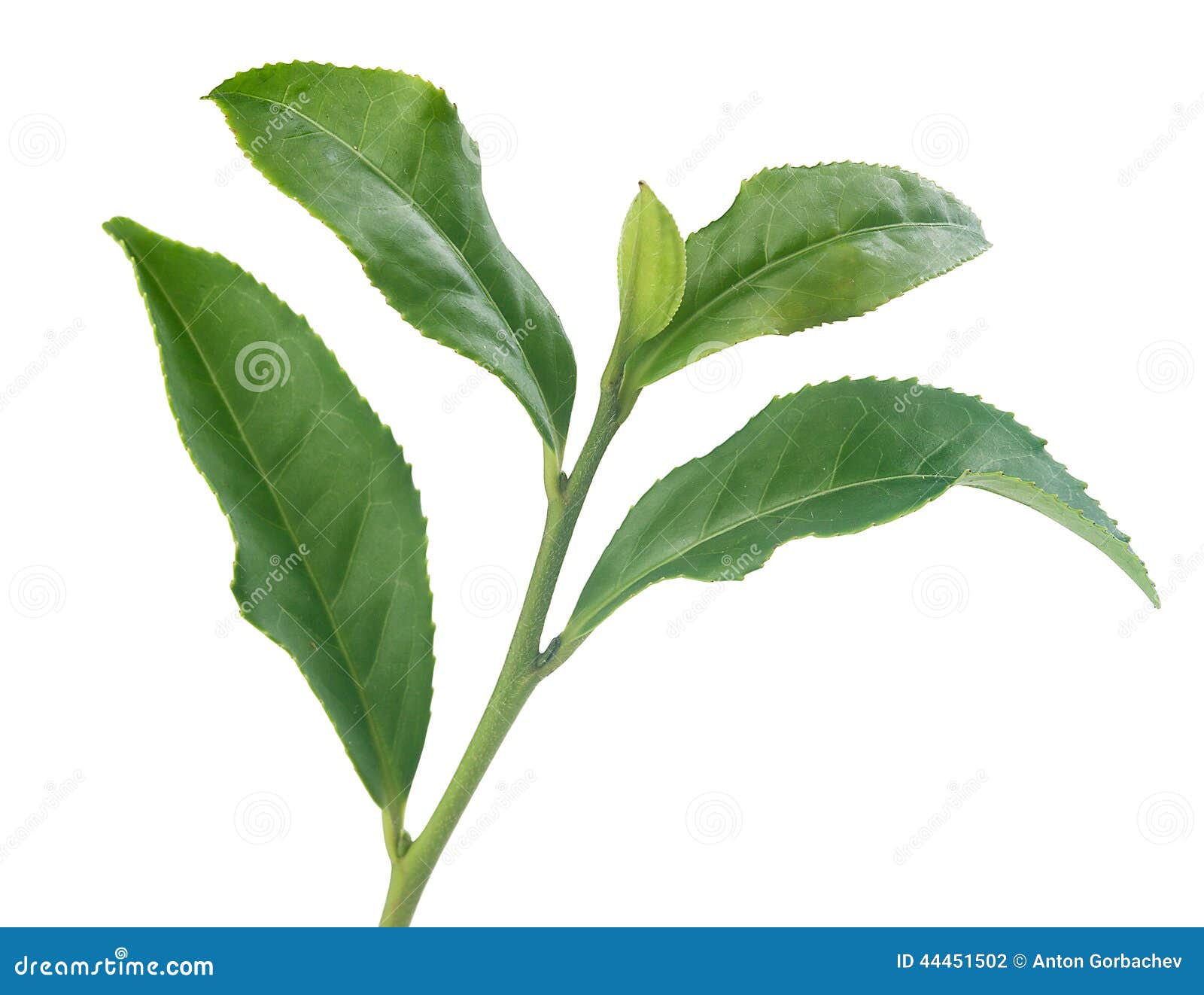 Tea branch stock photo. Image of leaves, clipping, isolated - 44451502