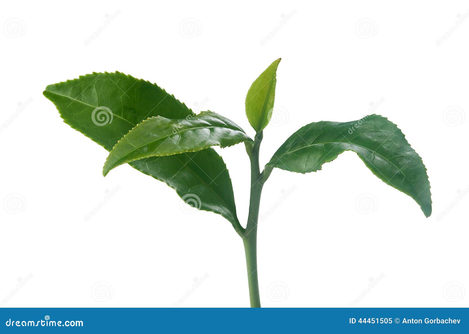 Tea branch stock image. Image of clipping, isolated, branch - 44451505